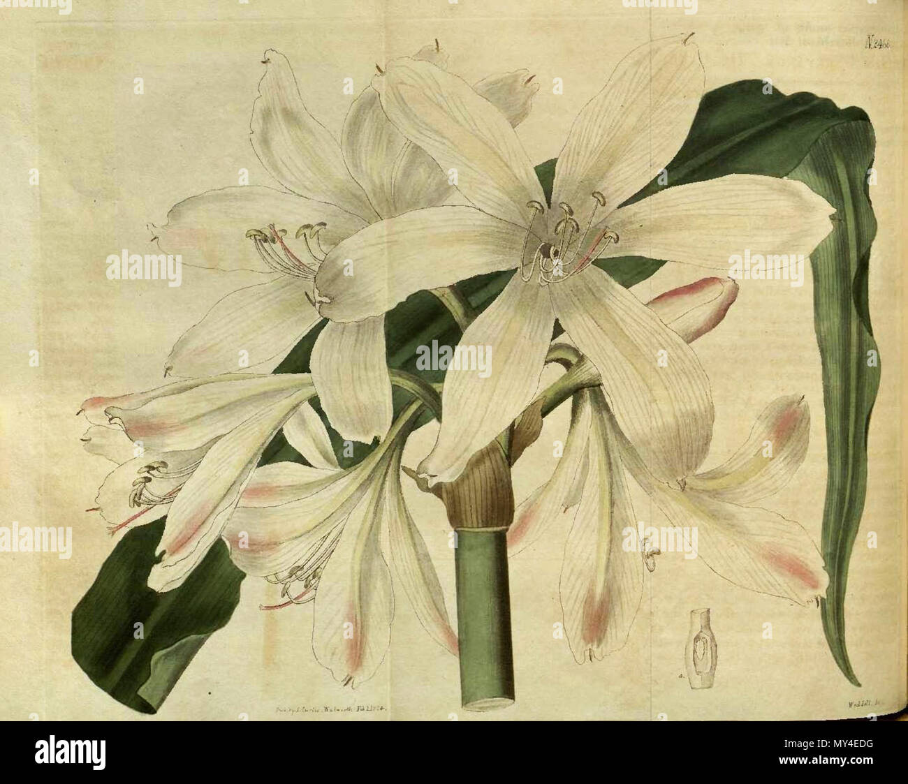 Crinum bulb hi-res stock photography and images - Alamy