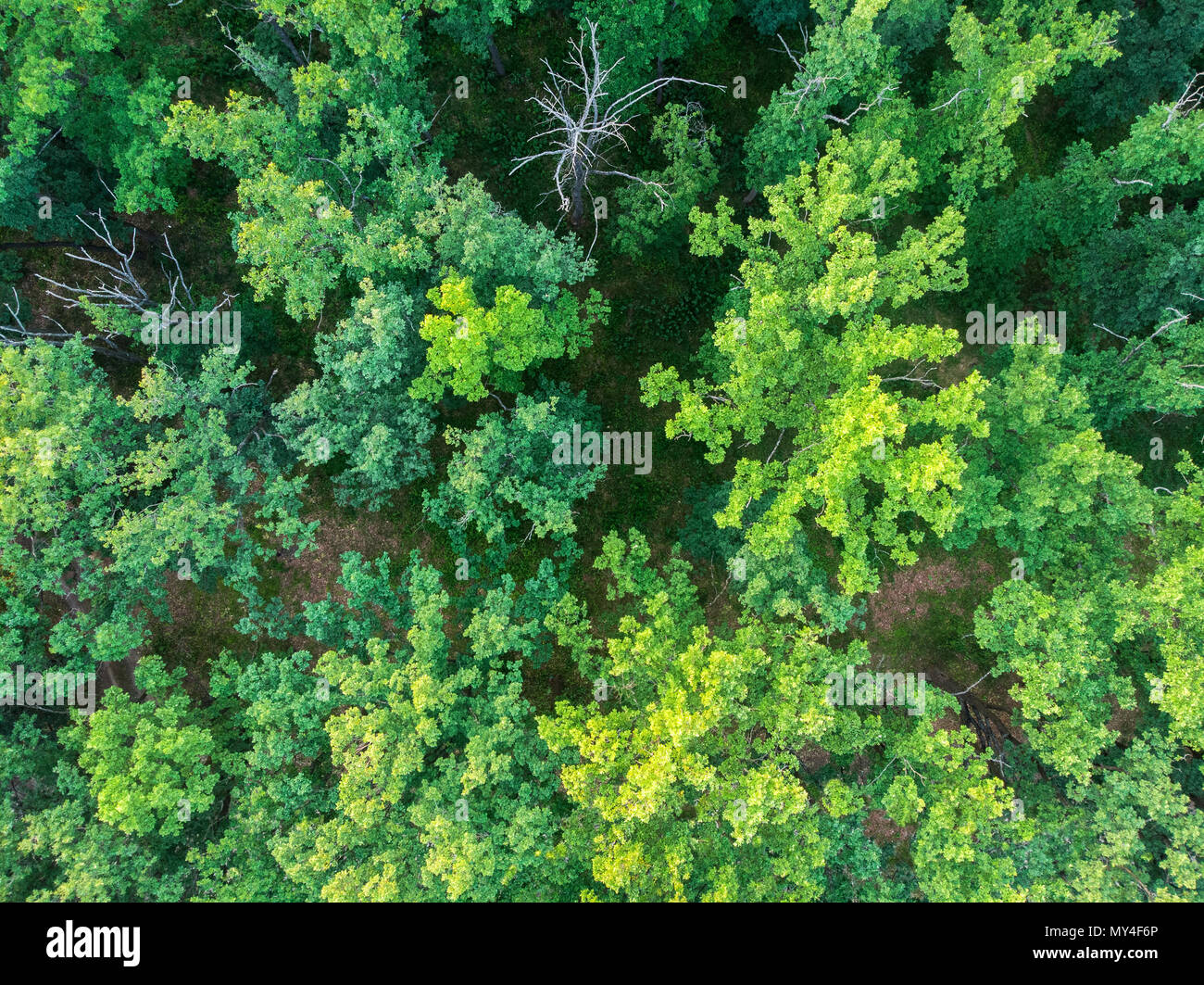 Forest in the sunset. A view of the trees from a bird's-eye view Stock ...