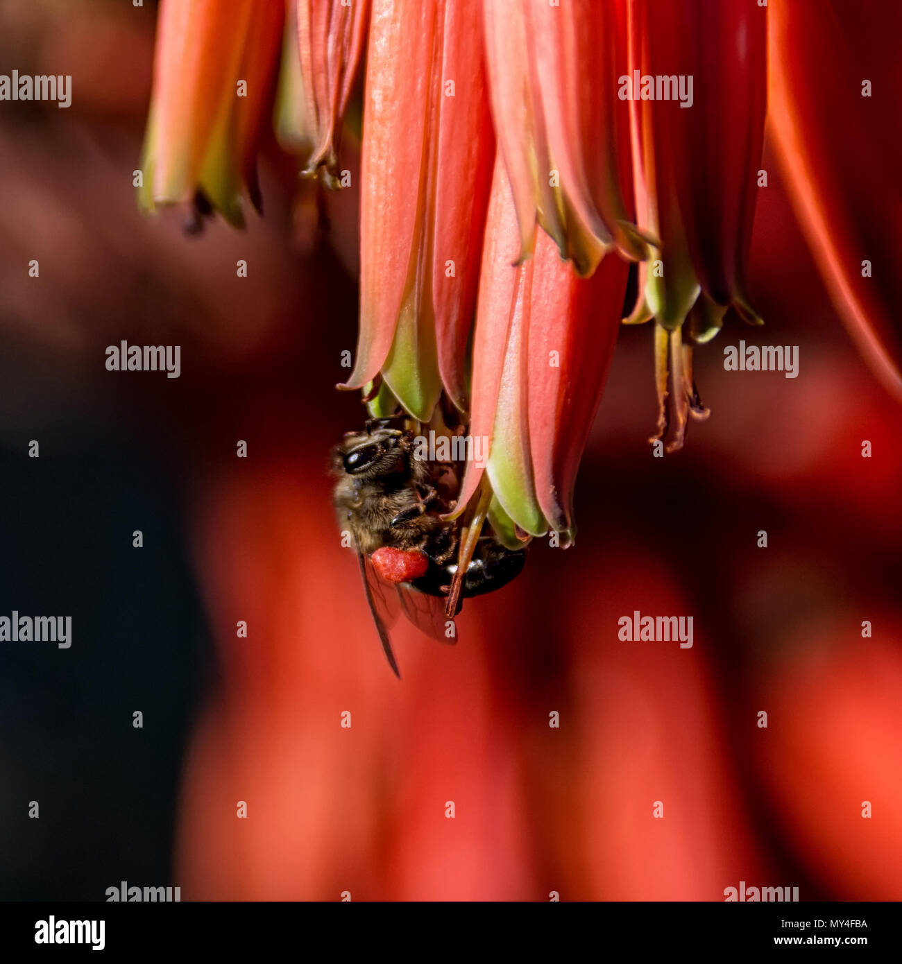 A Cape Honey Bee foraging in red Aloe flowers in Southern Africa Stock ...