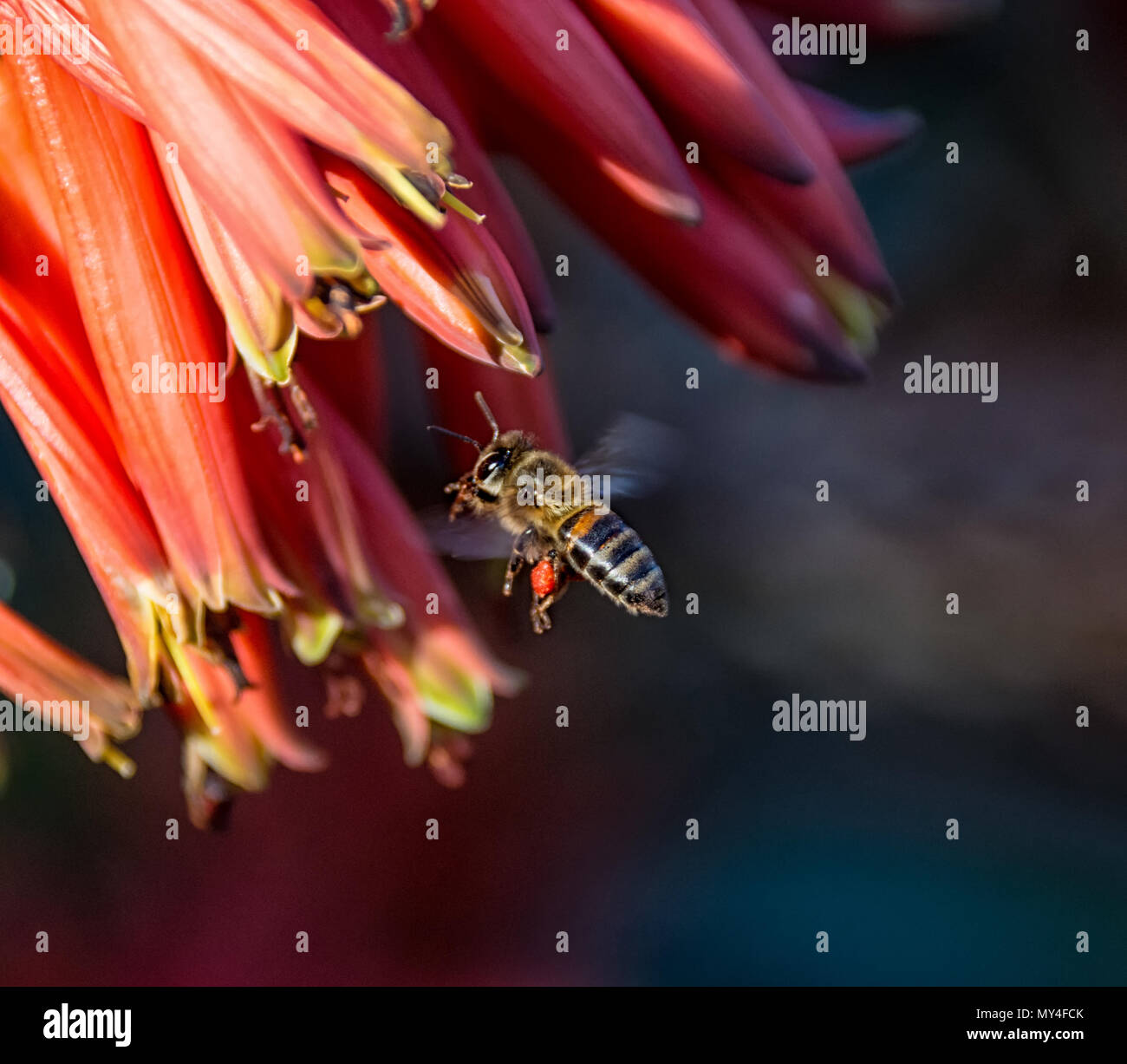 A Cape Honey Bee foraging in red Aloe flowers in Southern Africa Stock ...