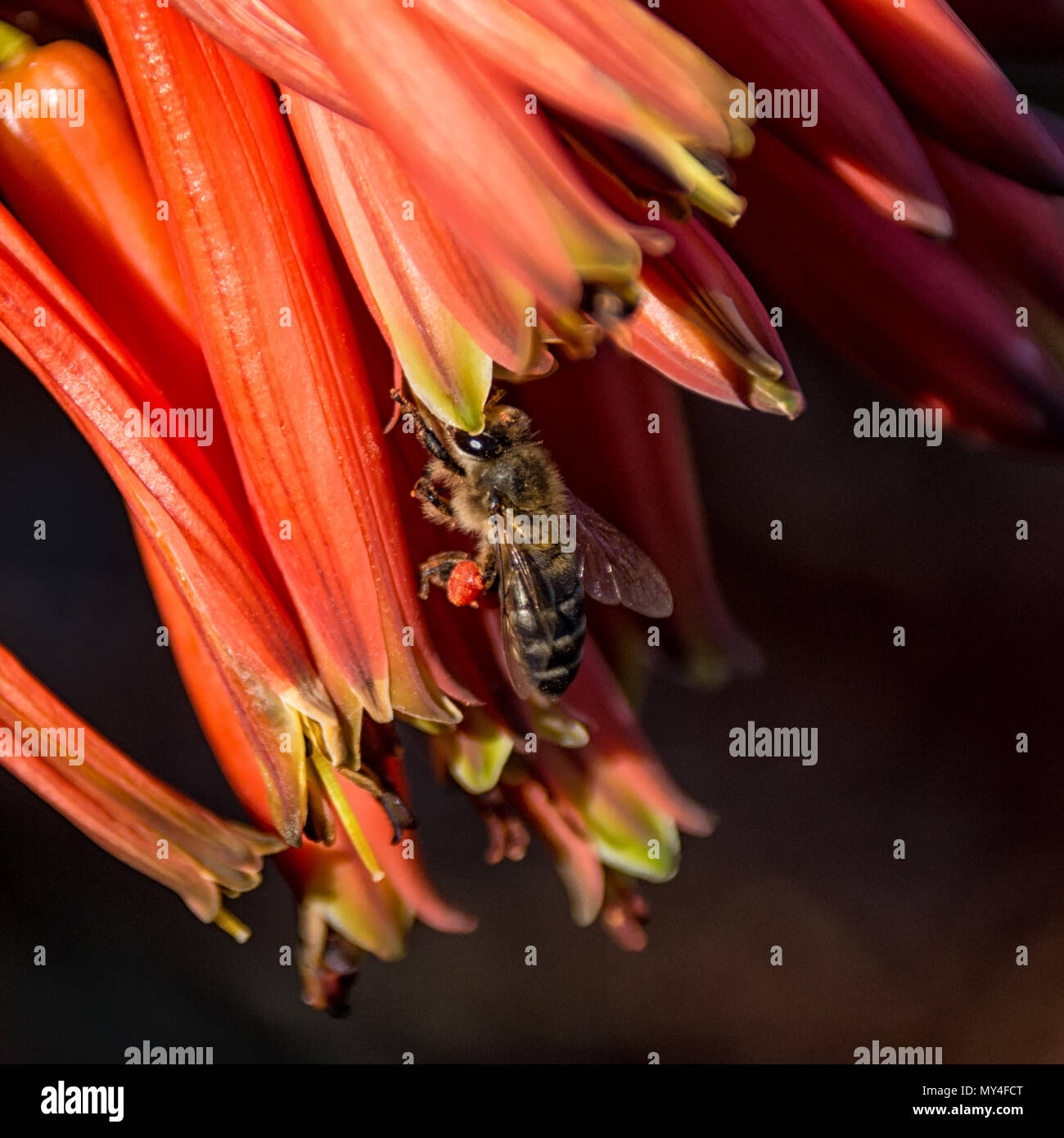 A Cape Honey Bee foraging in red Aloe flowers in Southern Africa Stock ...