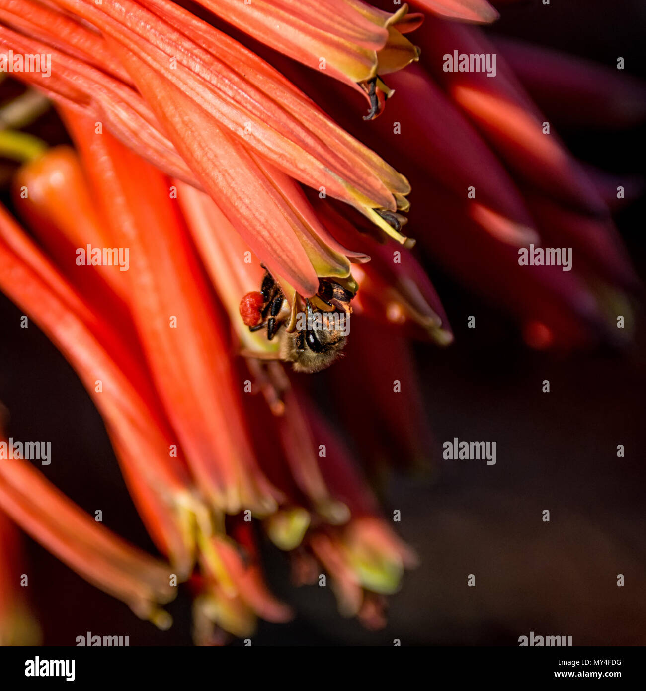 African Honey Bee High Resolution Stock Photography and Images - Alamy