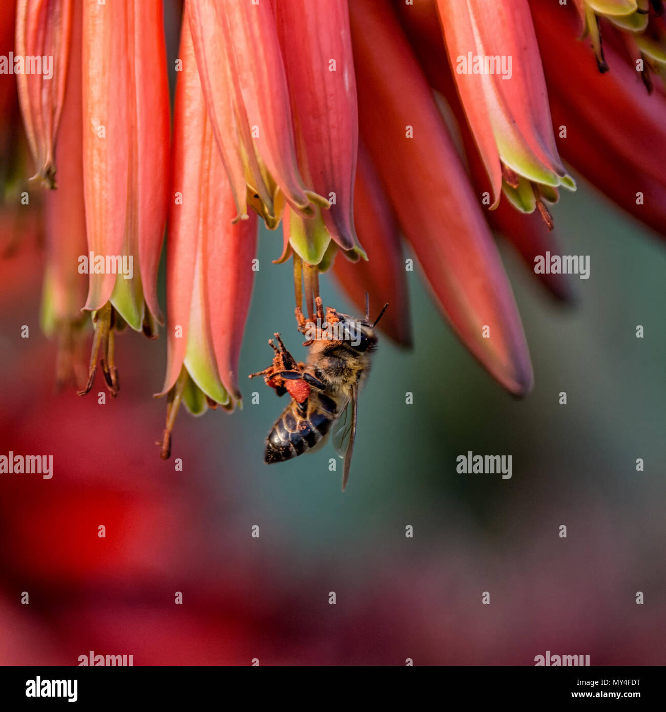 A Cape Honey Bee foraging in red Aloe flowers in Southern Africa Stock ...