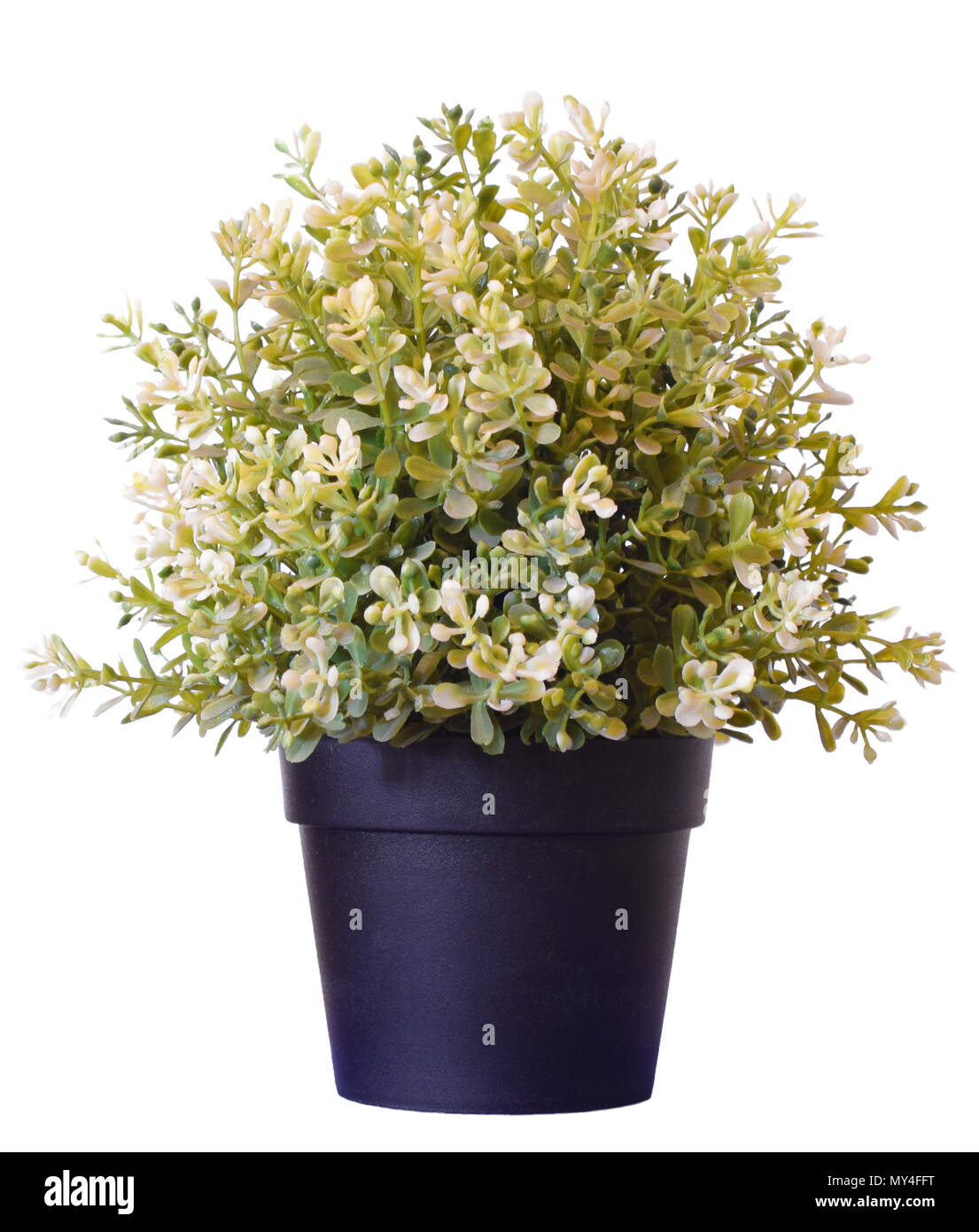 Azalea pot plant hi-res stock photography and images - Alamy