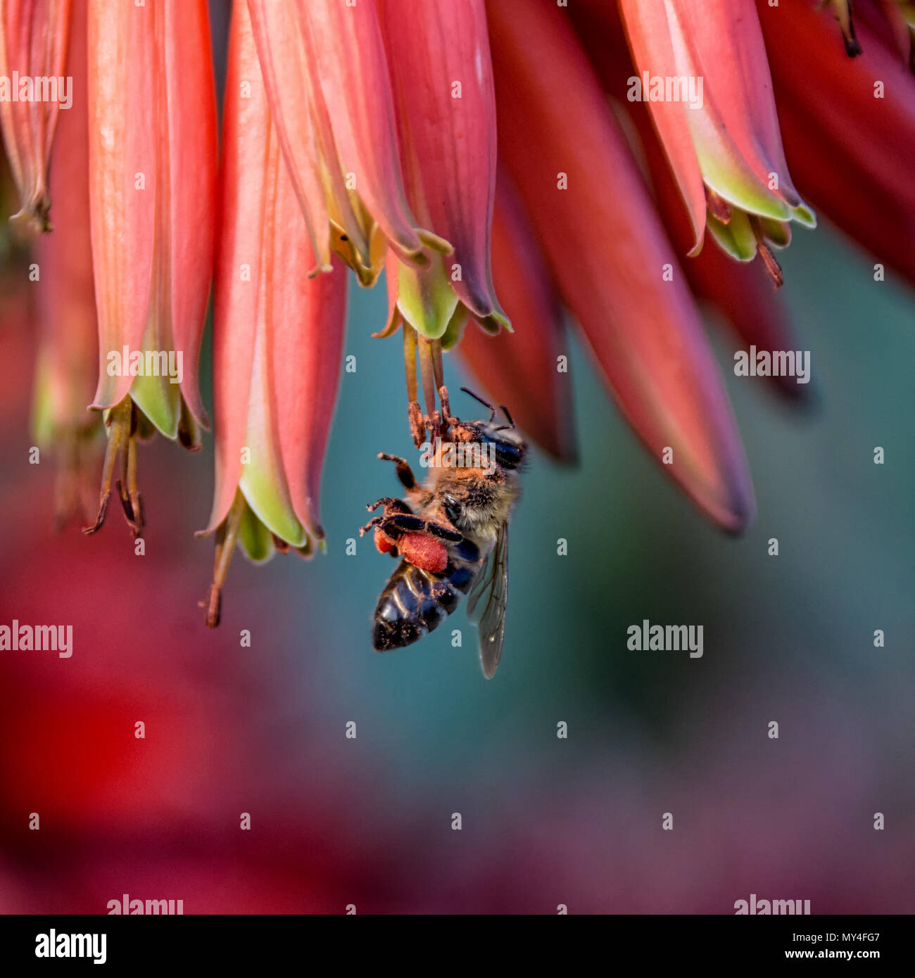 A Cape Honey Bee foraging in red Aloe flowers in Southern Africa Stock ...
