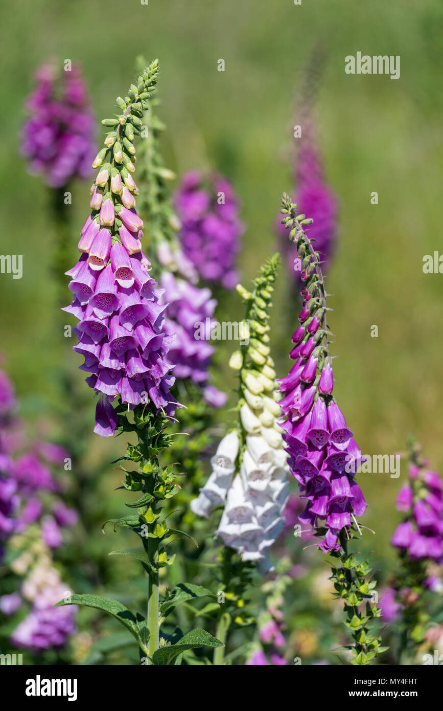 foxgloves growing wild at the duver near st Helens and bembridge on the ...