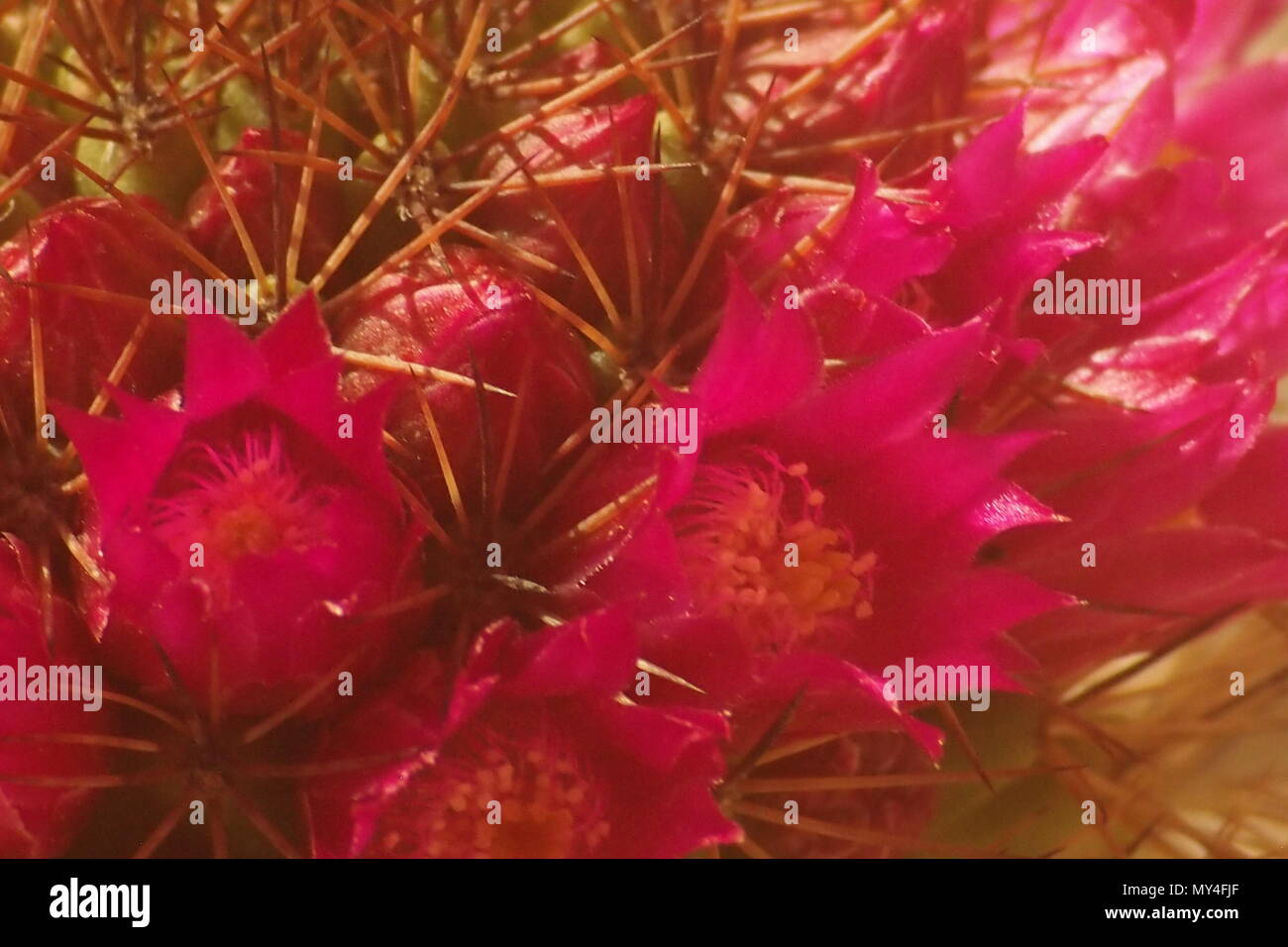 Spiny cactus hi-res stock photography and images - Alamy