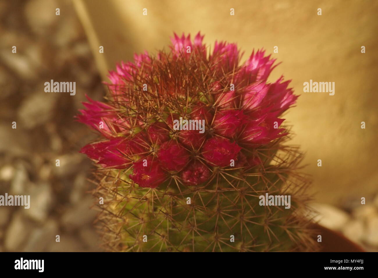 Spiny cactus hi-res stock photography and images - Alamy