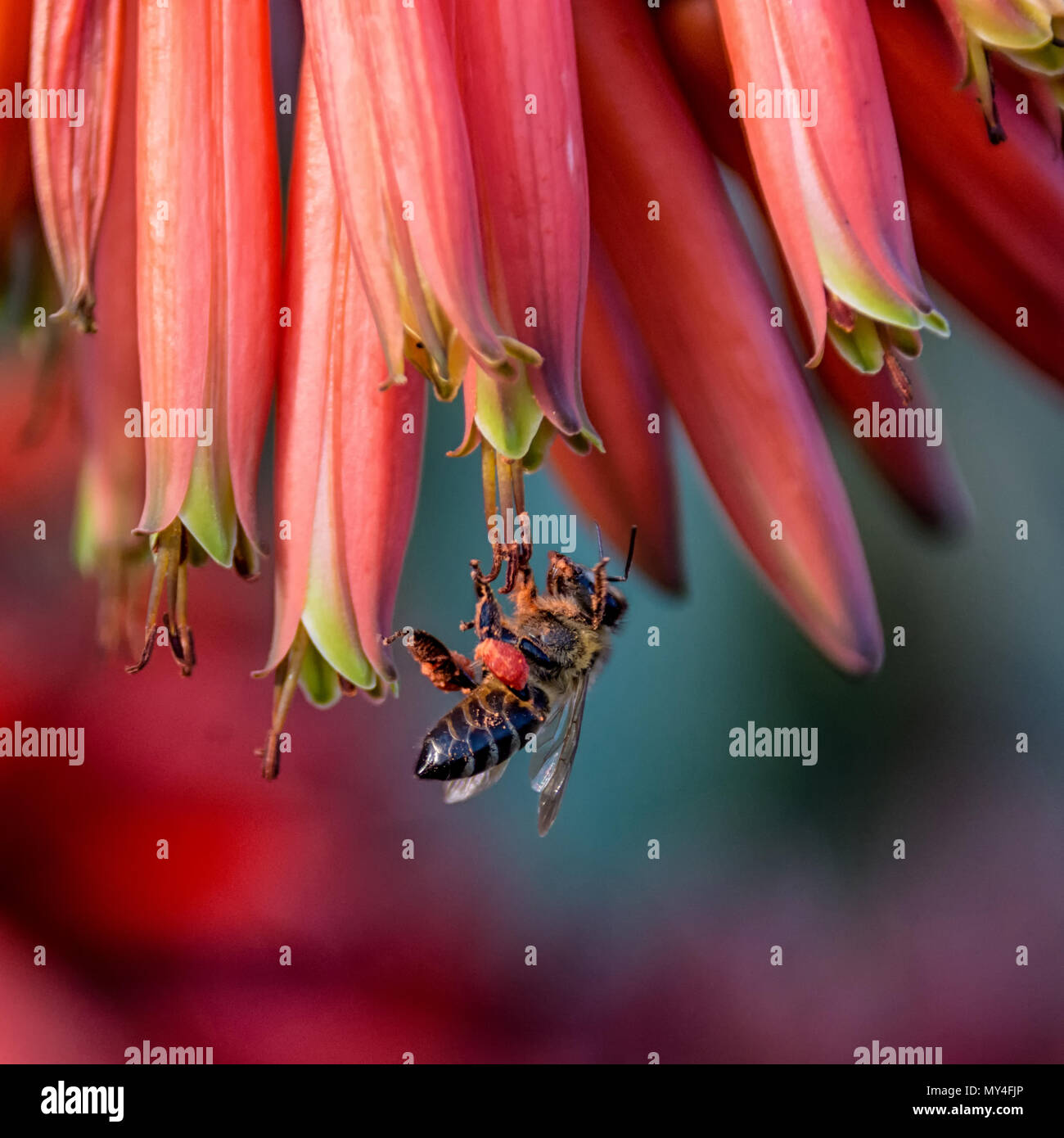 A Cape Honey Bee foraging in red Aloe flowers in Southern Africa Stock ...