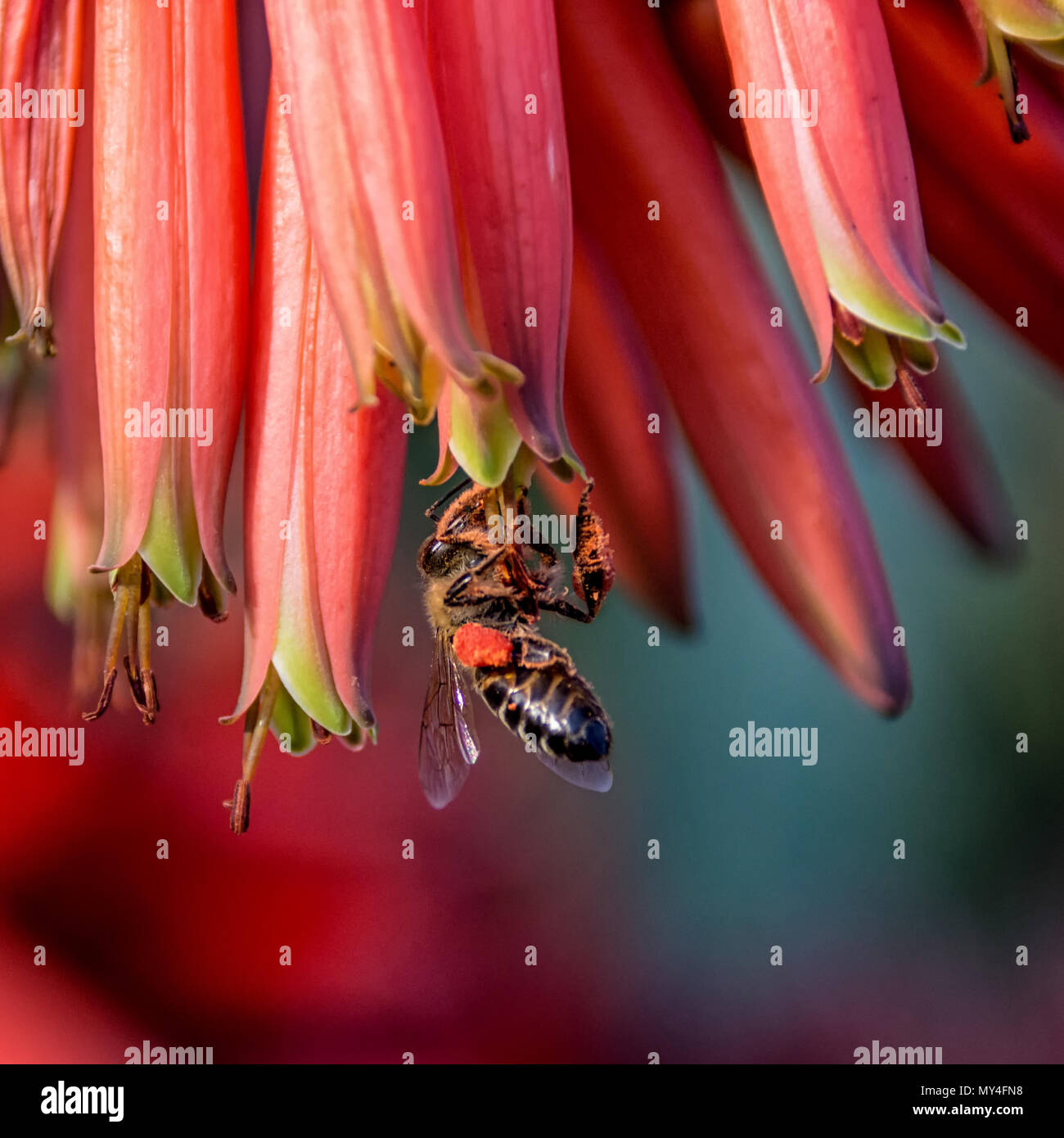 African Honey Bee High Resolution Stock Photography and Images - Alamy