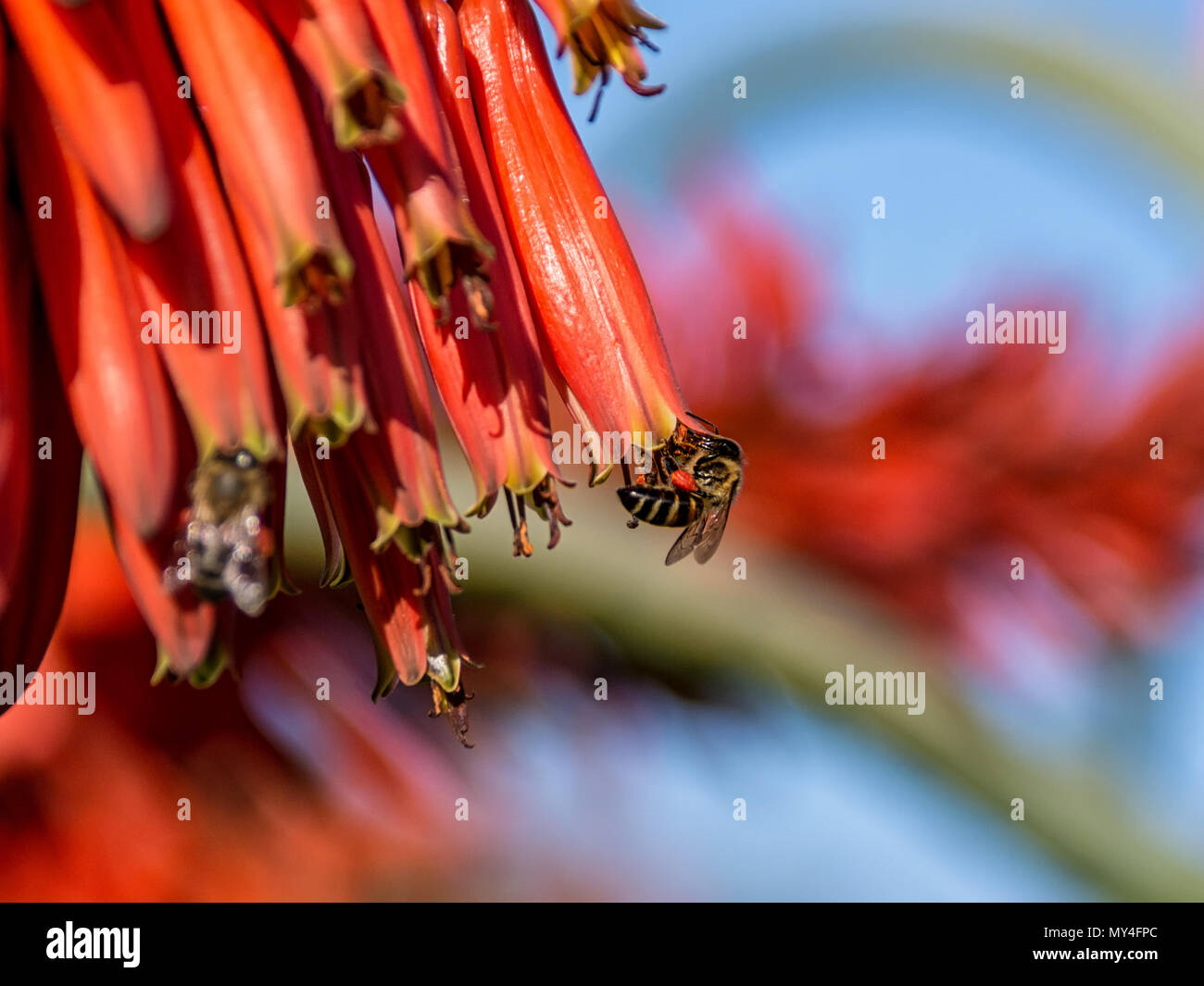 A Cape Honey Bee foraging in red Aloe flowers in Southern Africa Stock ...