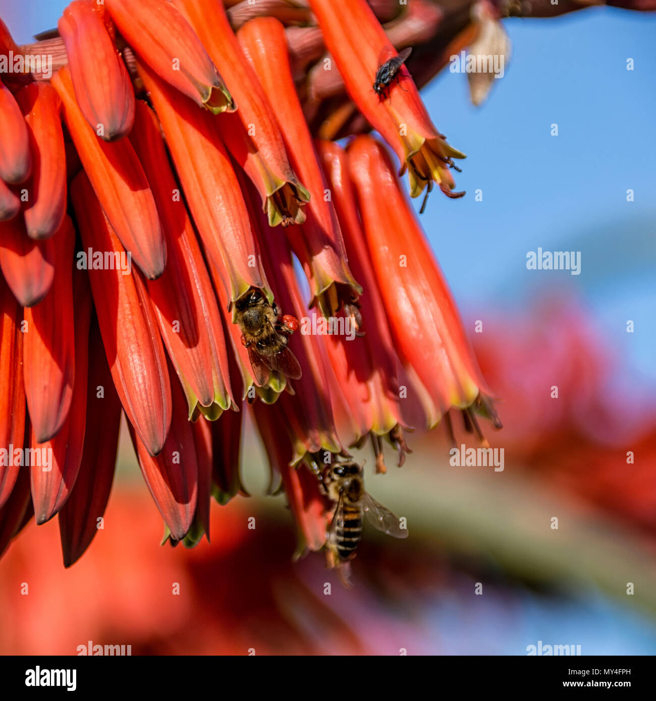 A Cape Honey Bee foraging in red Aloe flowers in Southern Africa Stock ...