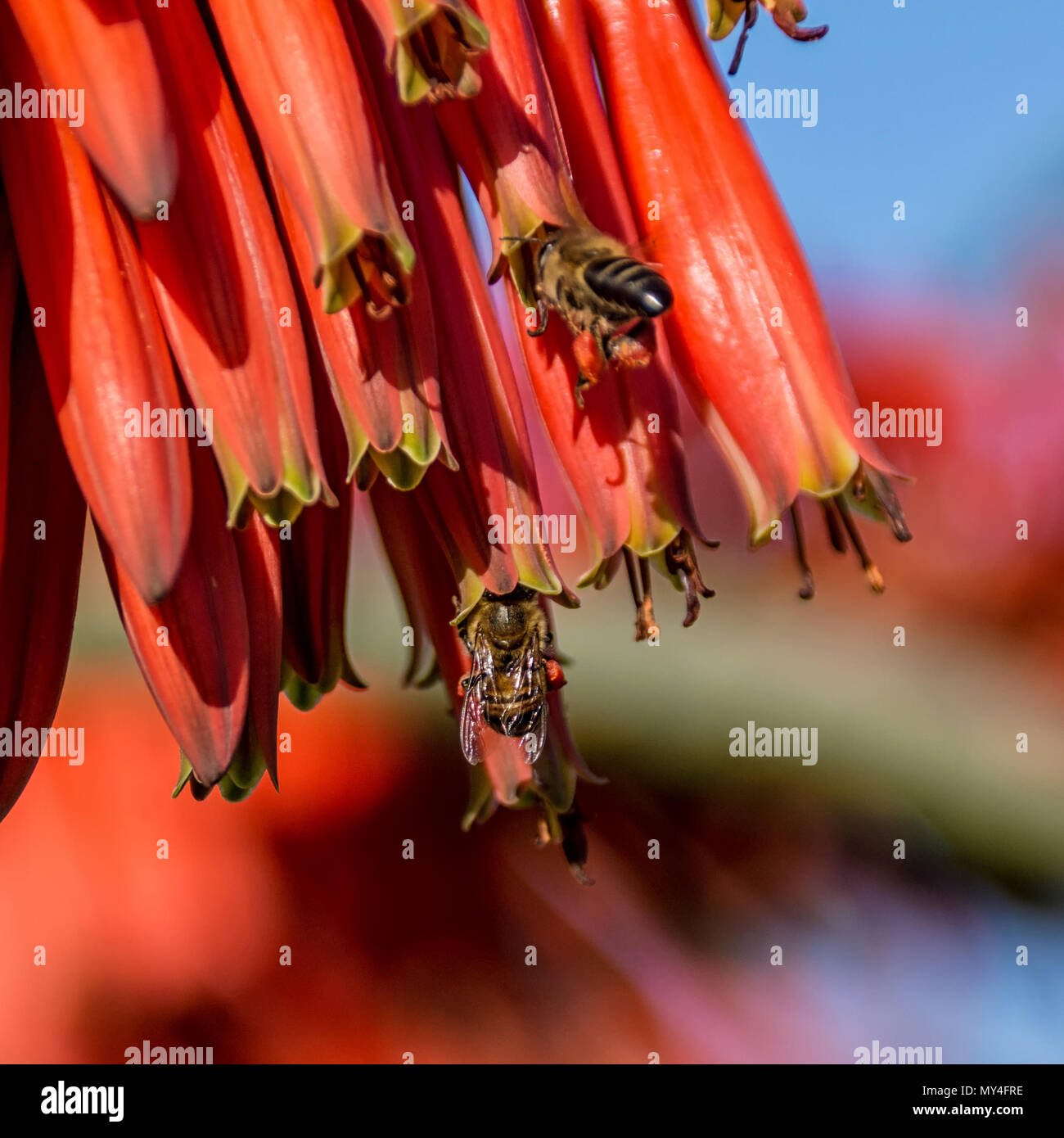 South african bees honey hi-res stock photography and images - Alamy