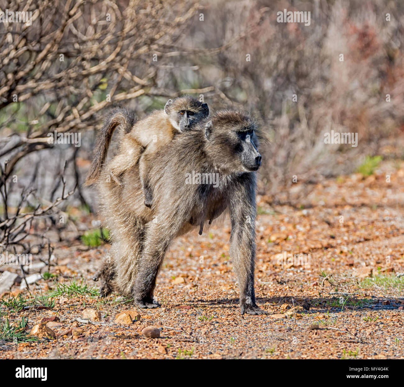 A Chacma Baboon mother and baby in Southern Africa Stock Photo - Alamy