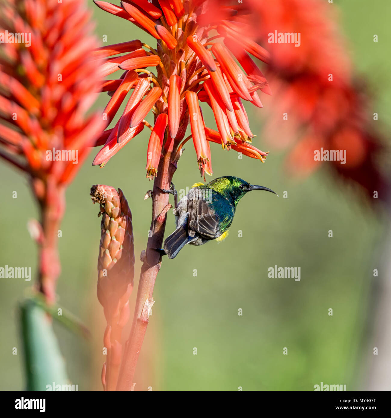 A male Double-collared Sunbird in full breeding plumage Stock Photo - Alamy
