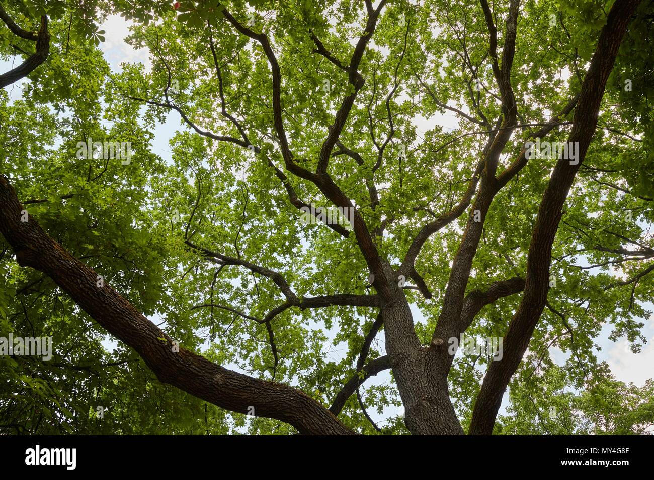 Tree with many leaves hi-res stock photography and images - Alamy