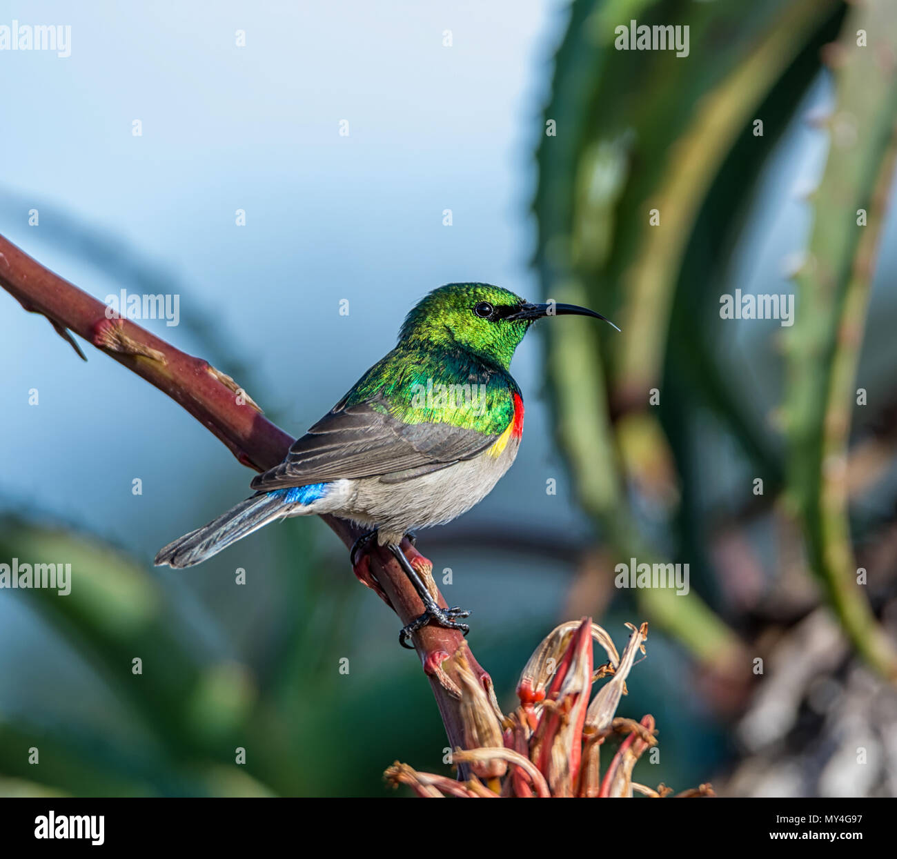 A male Double-collared Sunbird in full breeding plumage Stock Photo - Alamy