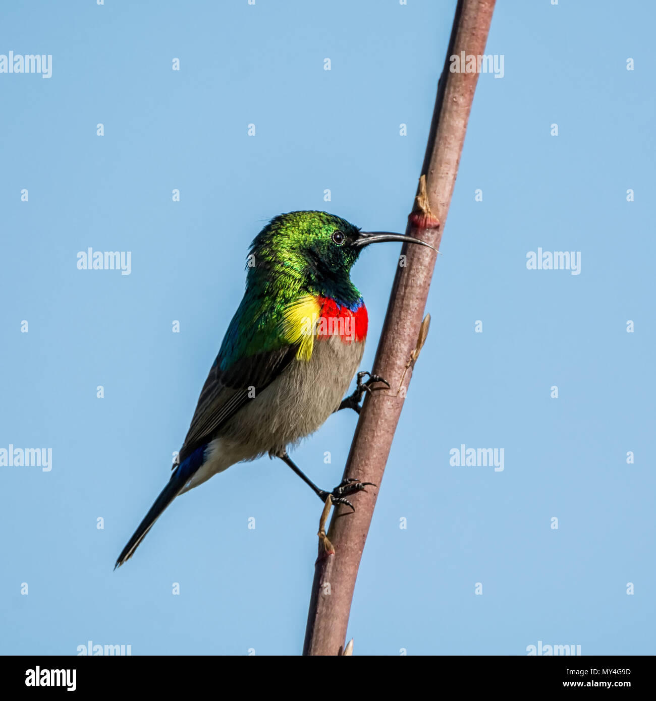 A male Double-collared Sunbird in full breeding plumage Stock Photo - Alamy
