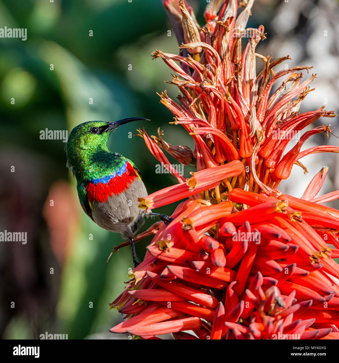 A male Double-collared Sunbird in full breeding plumage Stock Photo - Alamy