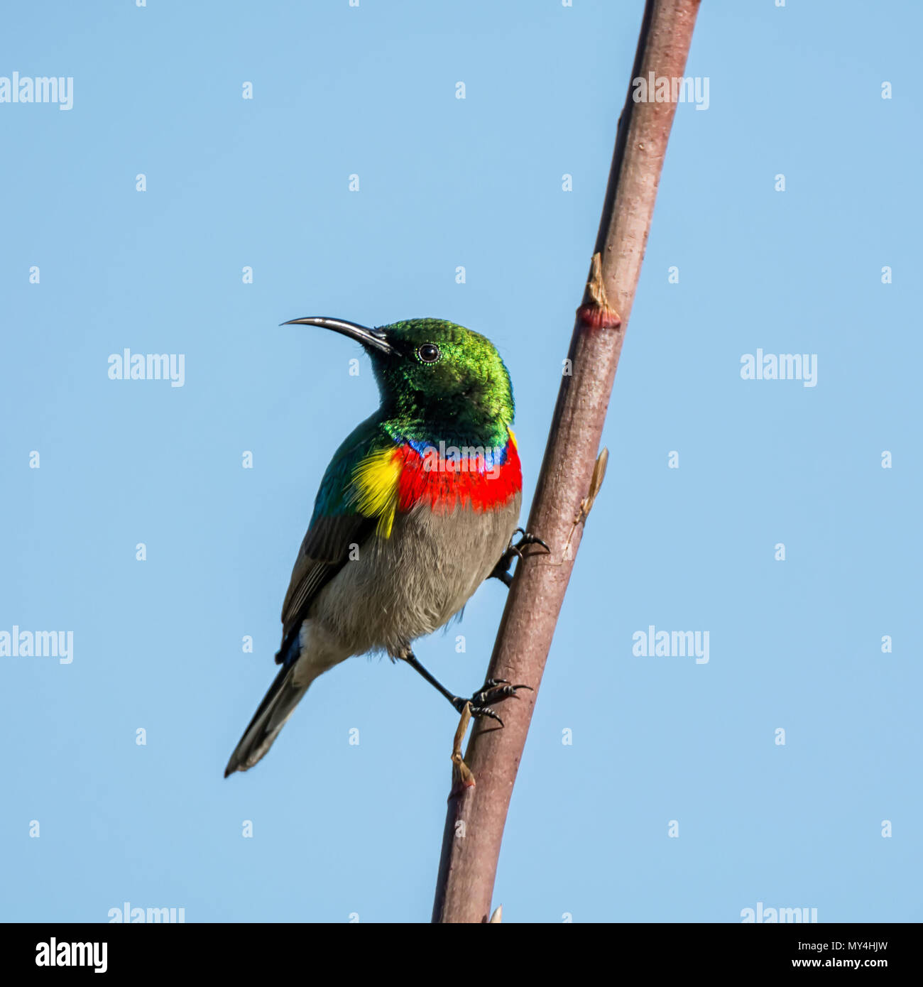 A male Double-collared Sunbird in full breeding plumage Stock Photo - Alamy
