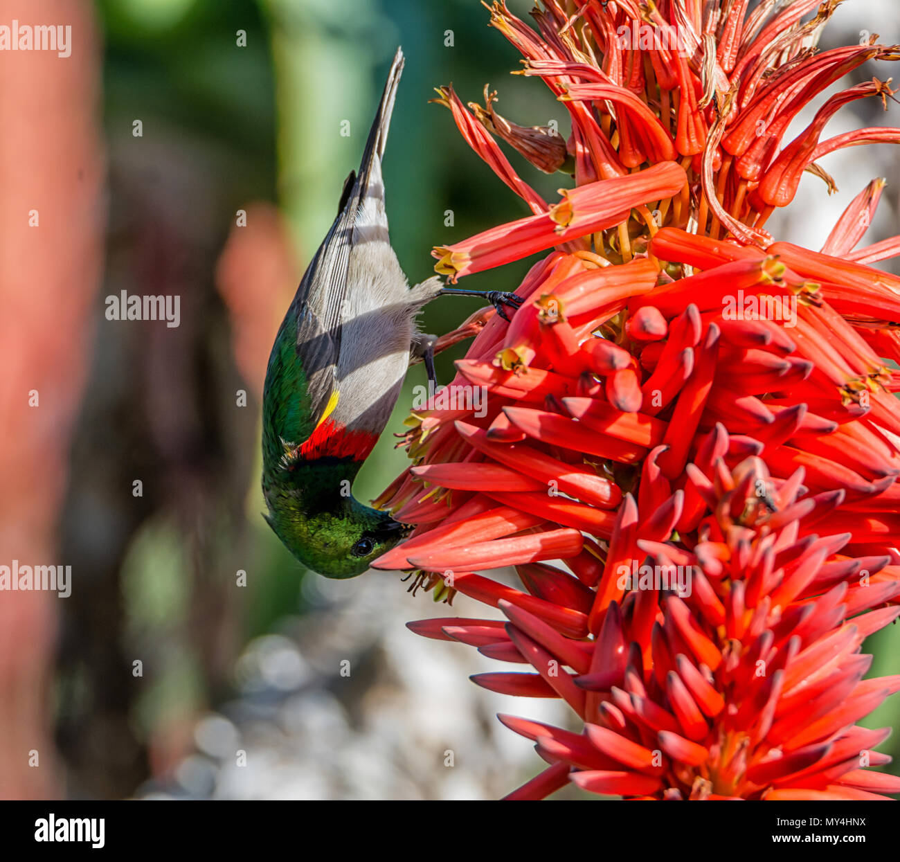 A male Double-collared Sunbird in full breeding plumage Stock Photo - Alamy