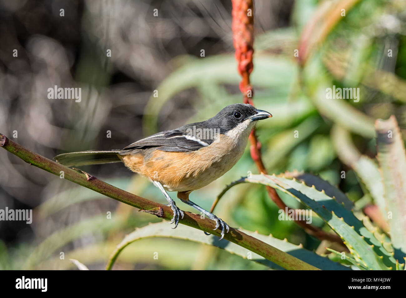 A Southern Boubou perched in an Aloe bush in Southern Africa Stock ...
