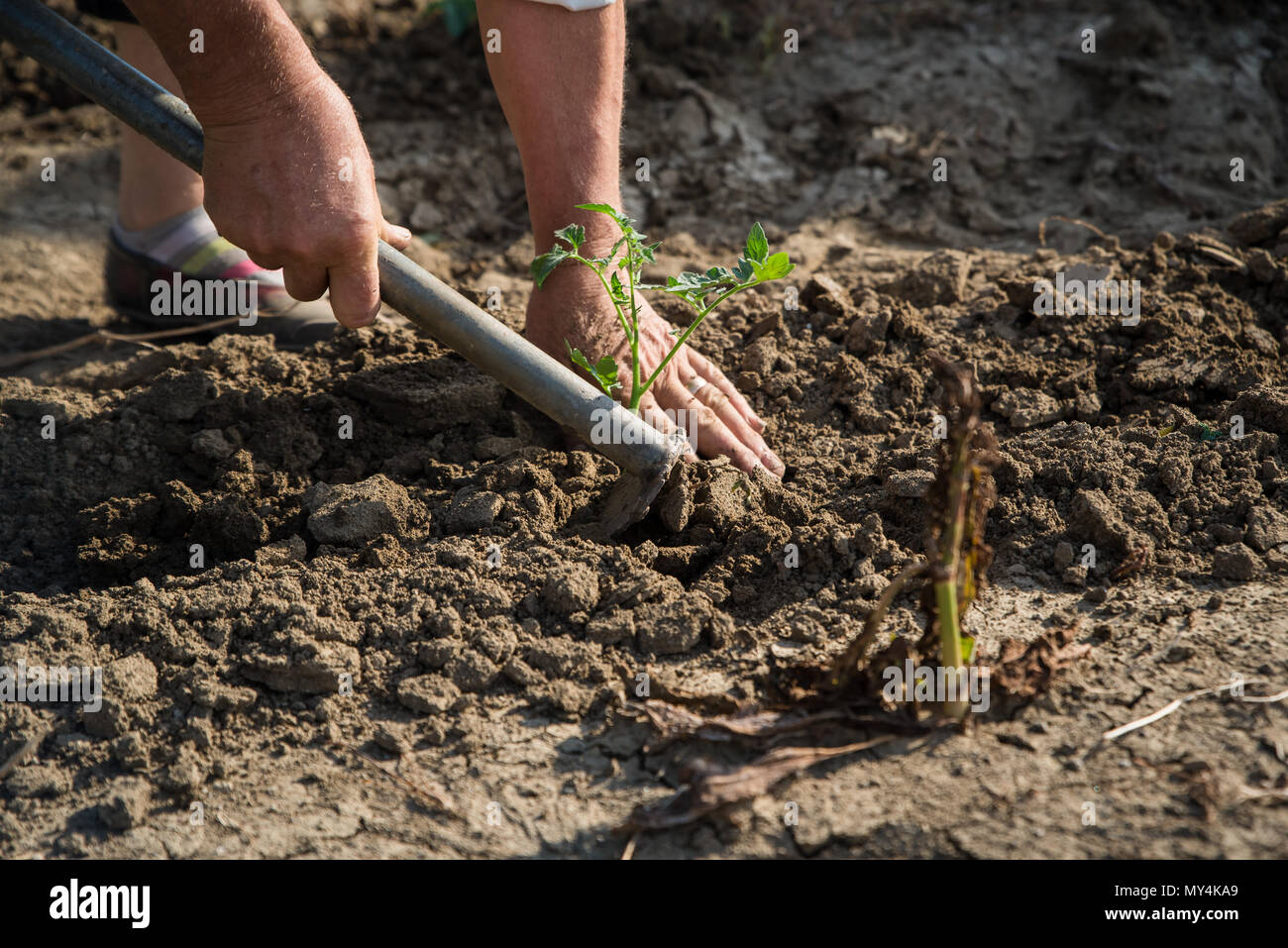 Planting tomatoes in the field Stock Photo - Alamy