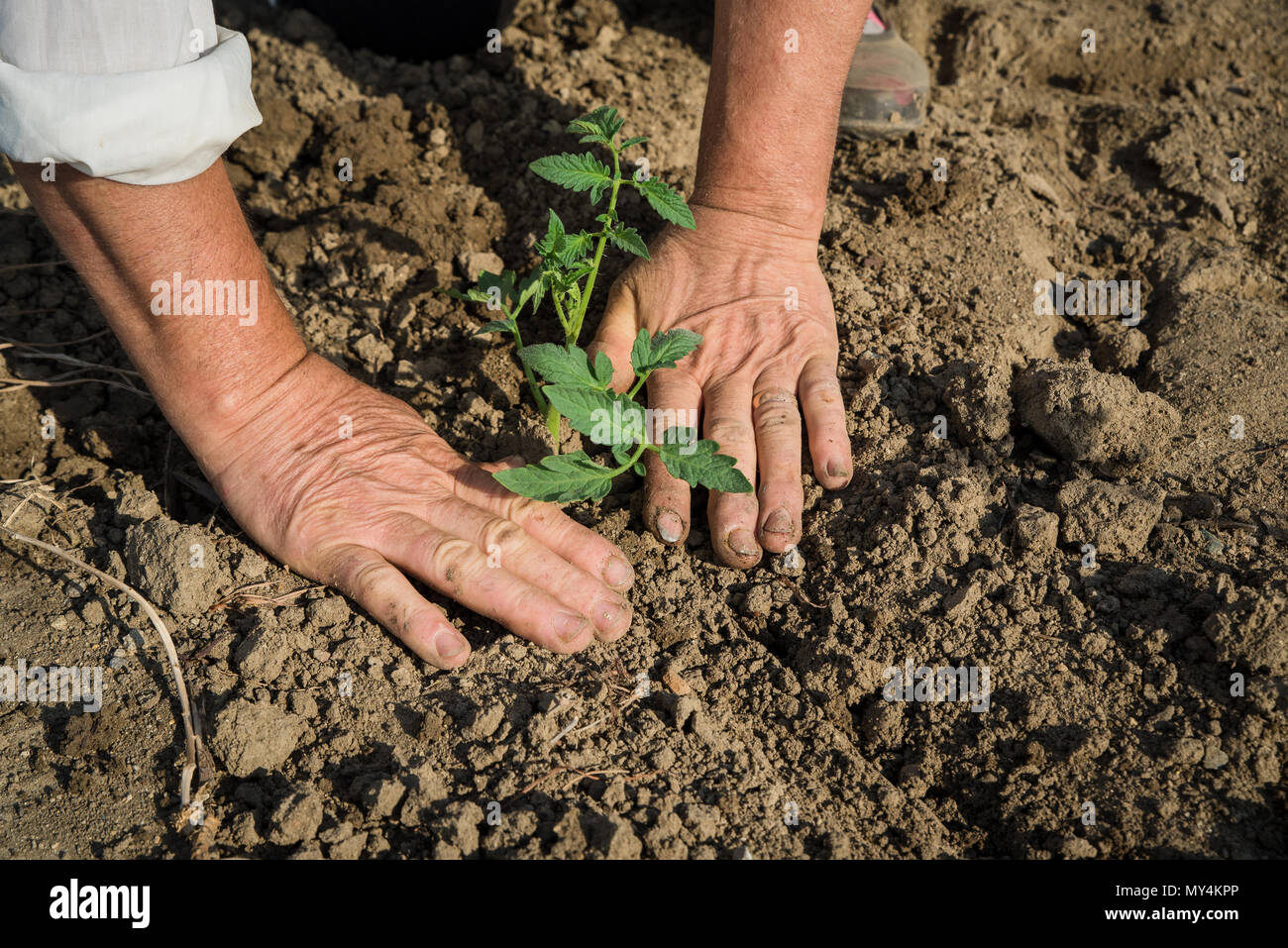 Planting tomatoes hi-res stock photography and images - Alamy