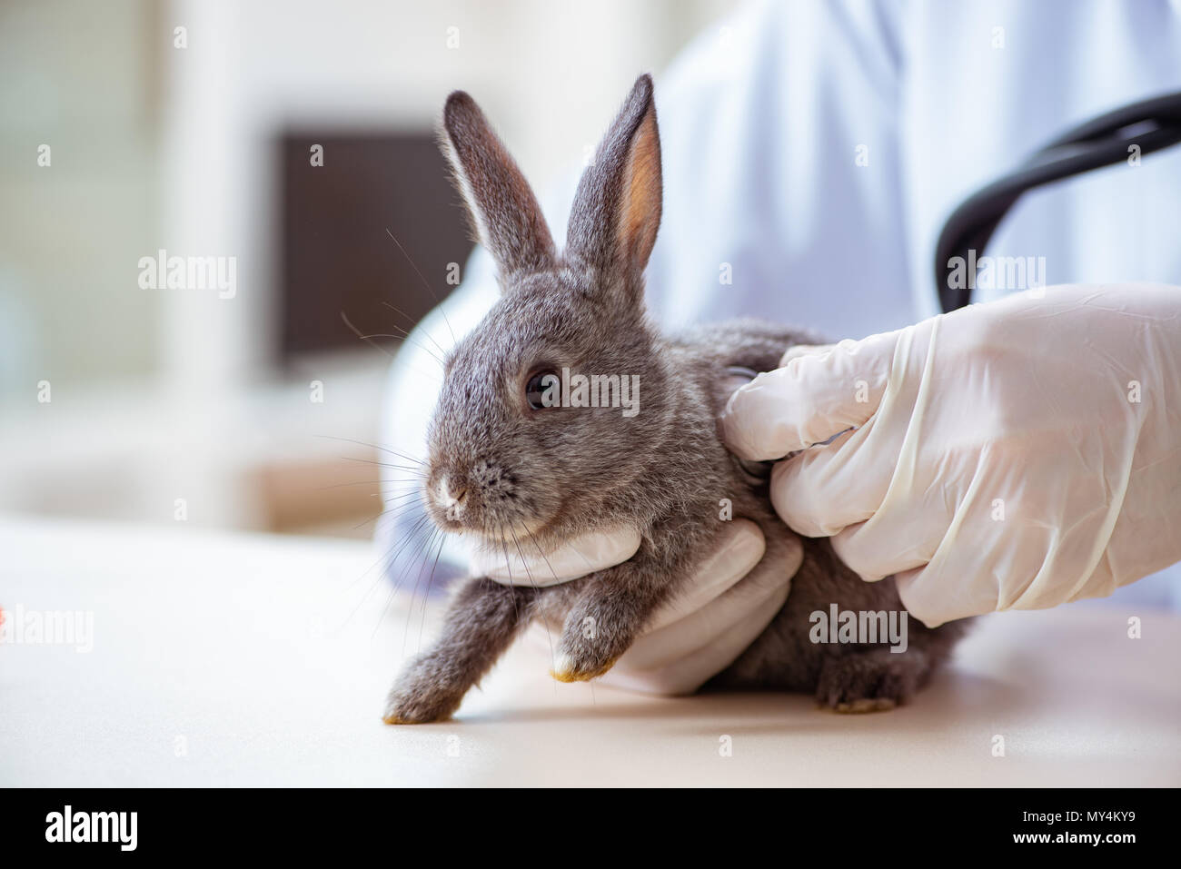 Vet doctor checking up rabbit in his clinic Stock Photo - Alamy