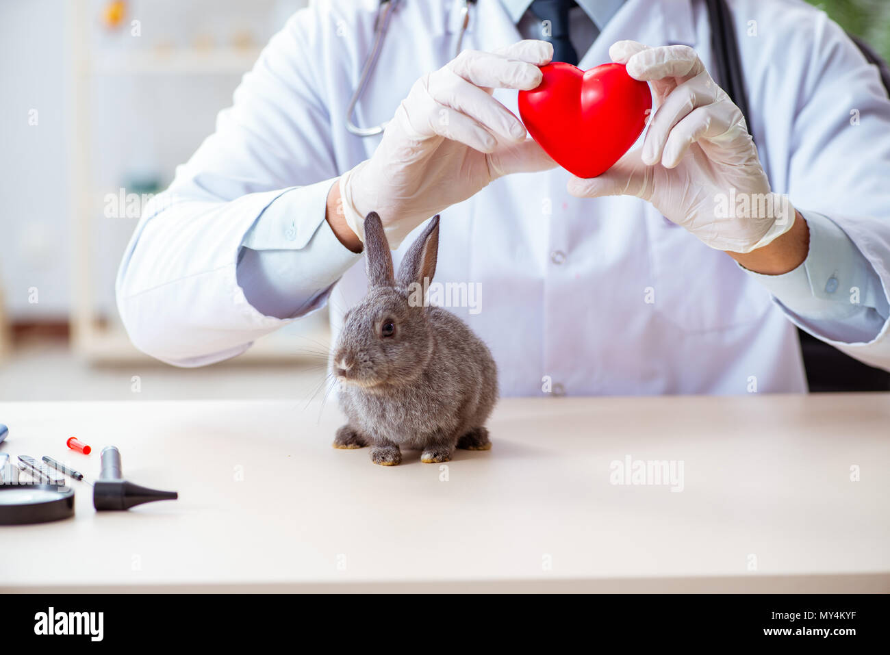 Vet doctor checking up rabbit in his clinic Stock Photo - Alamy