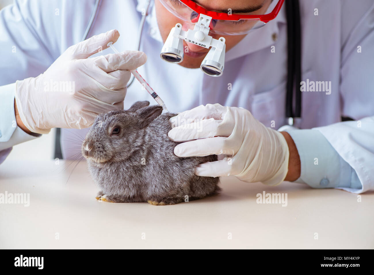 Vet doctor checking up rabbit in his clinic Stock Photo - Alamy
