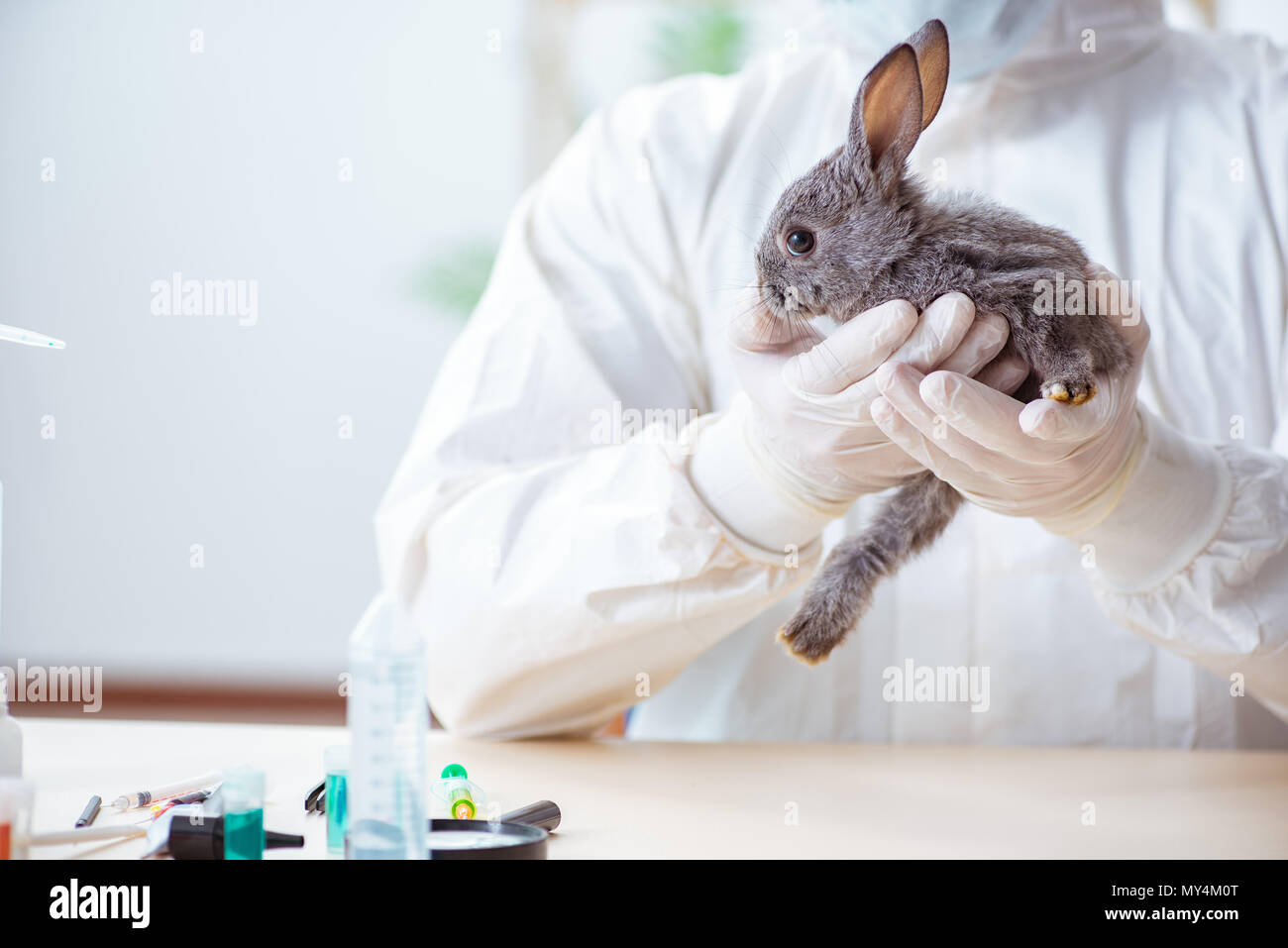 Vet doctor checking up rabbit in his clinic Stock Photo - Alamy