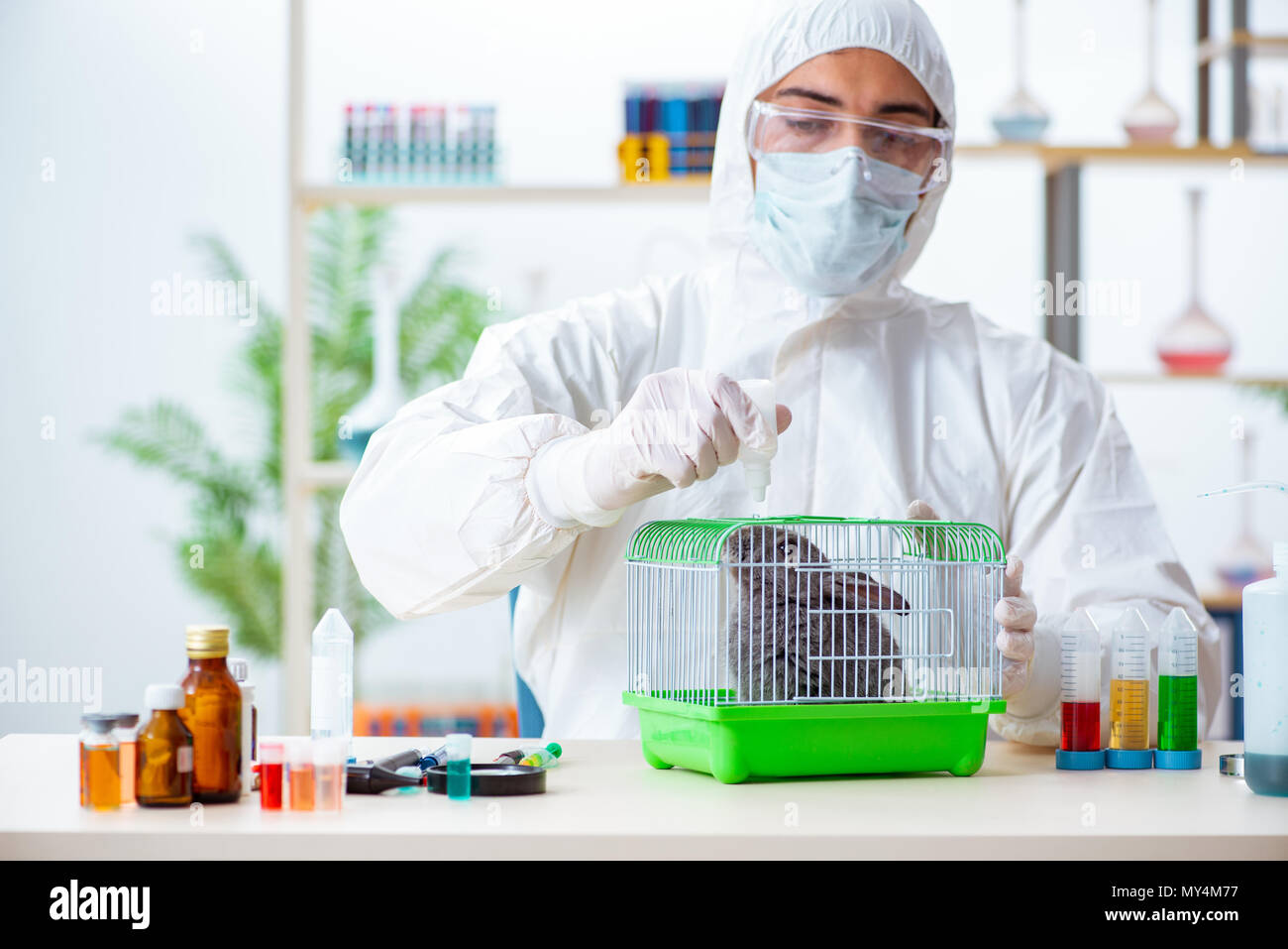 Scientist doing testing on animals rabbit Stock Photo - Alamy