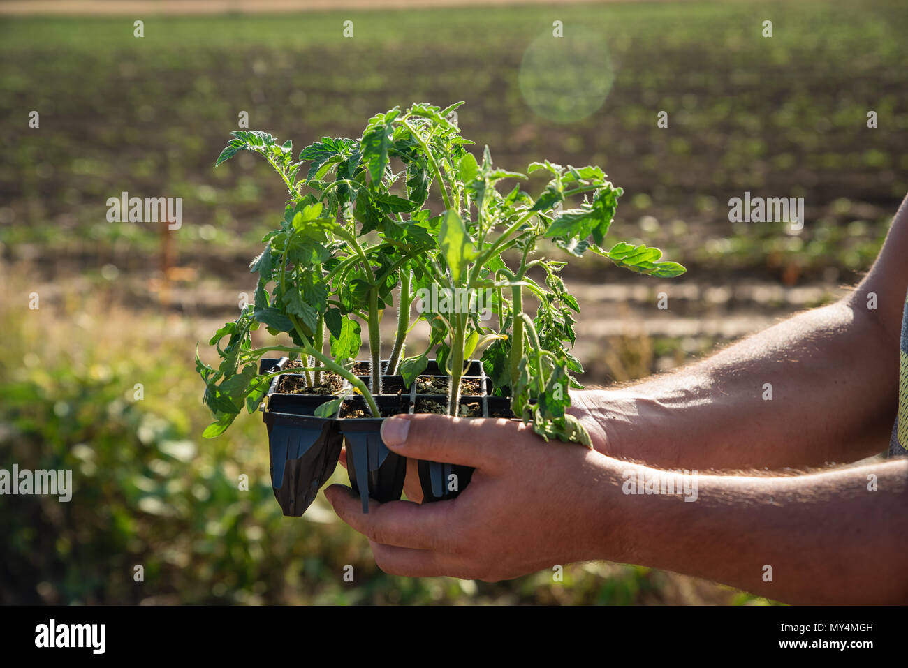 Mans hands holding spring hi-res stock photography and images - Alamy