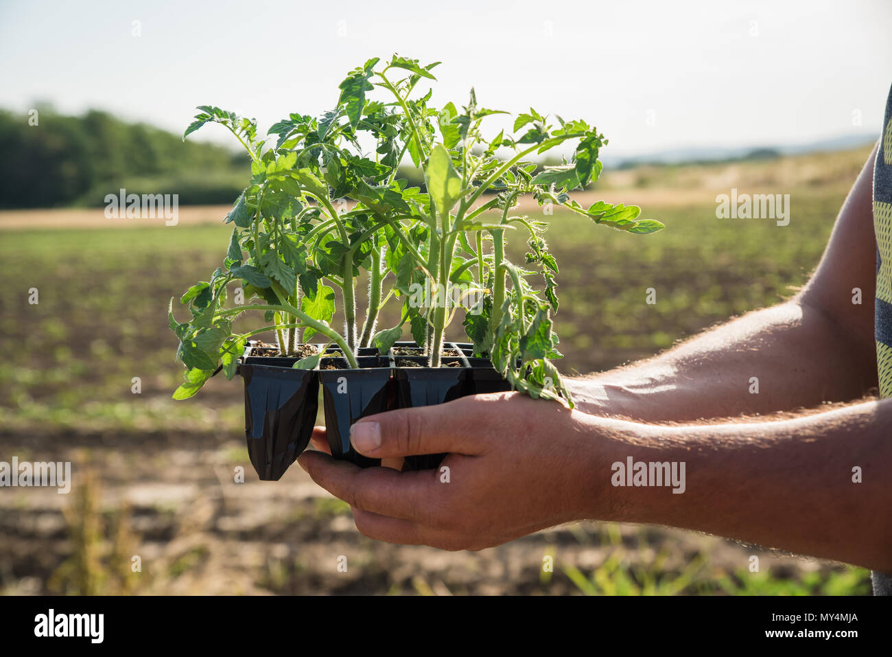 Farmer plants green seedlings hands hi-res stock photography and images ...