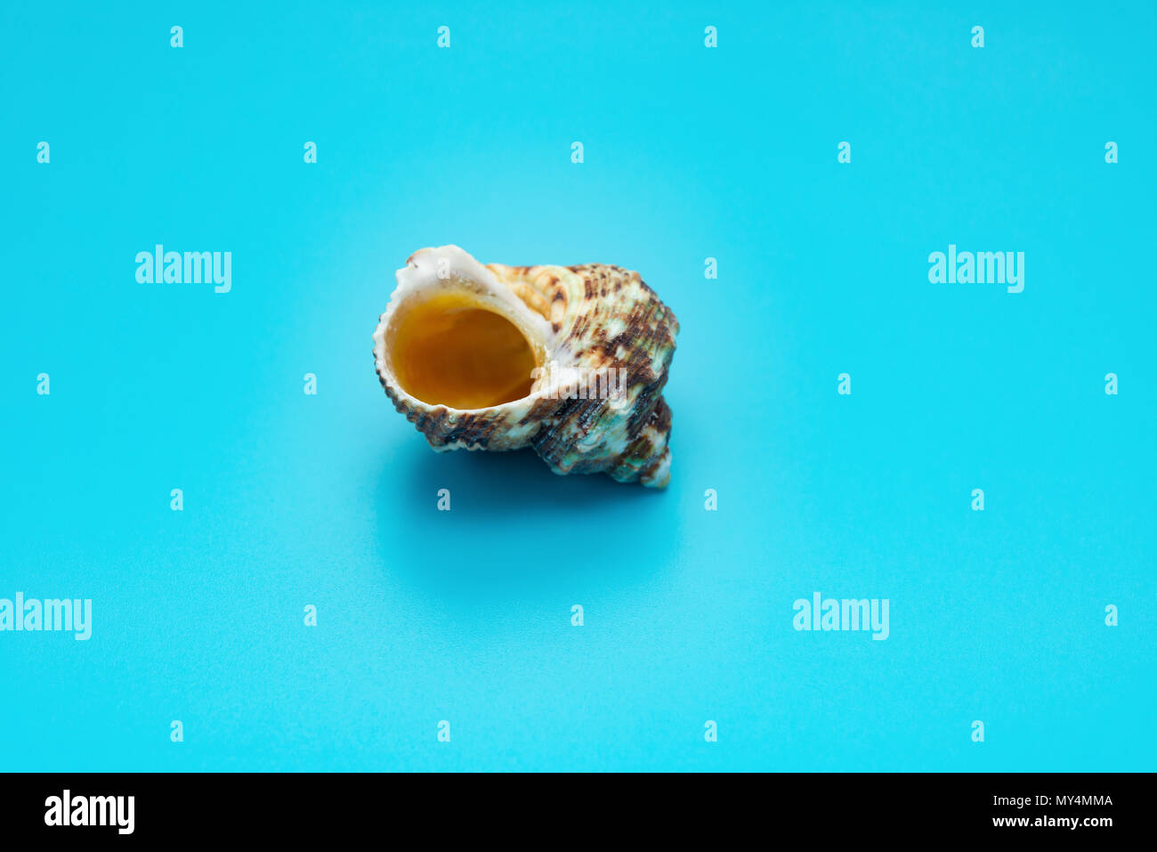 side veiw conch shell on a blue background Stock Photo - Alamy