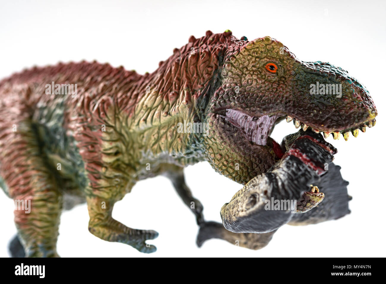 tyrannosaurus biting a dinosaur body with blood on white background ...