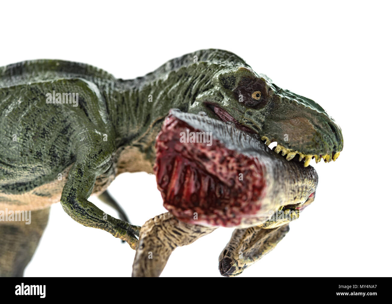tyrannosaurus biting a dinosaur body with blood on white background ...