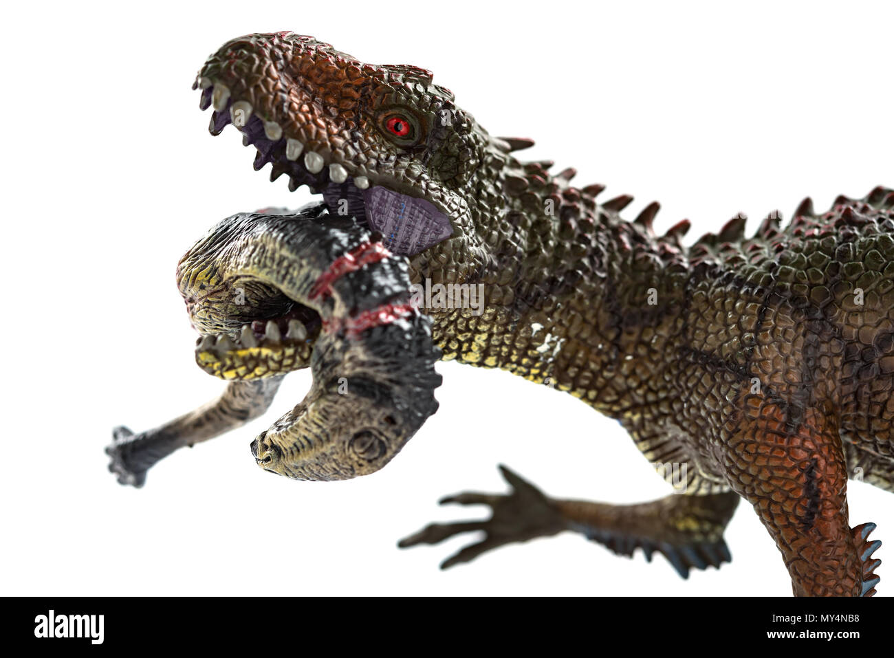 Carcharodontosaurus biting a dinosaur body with blood on white ...