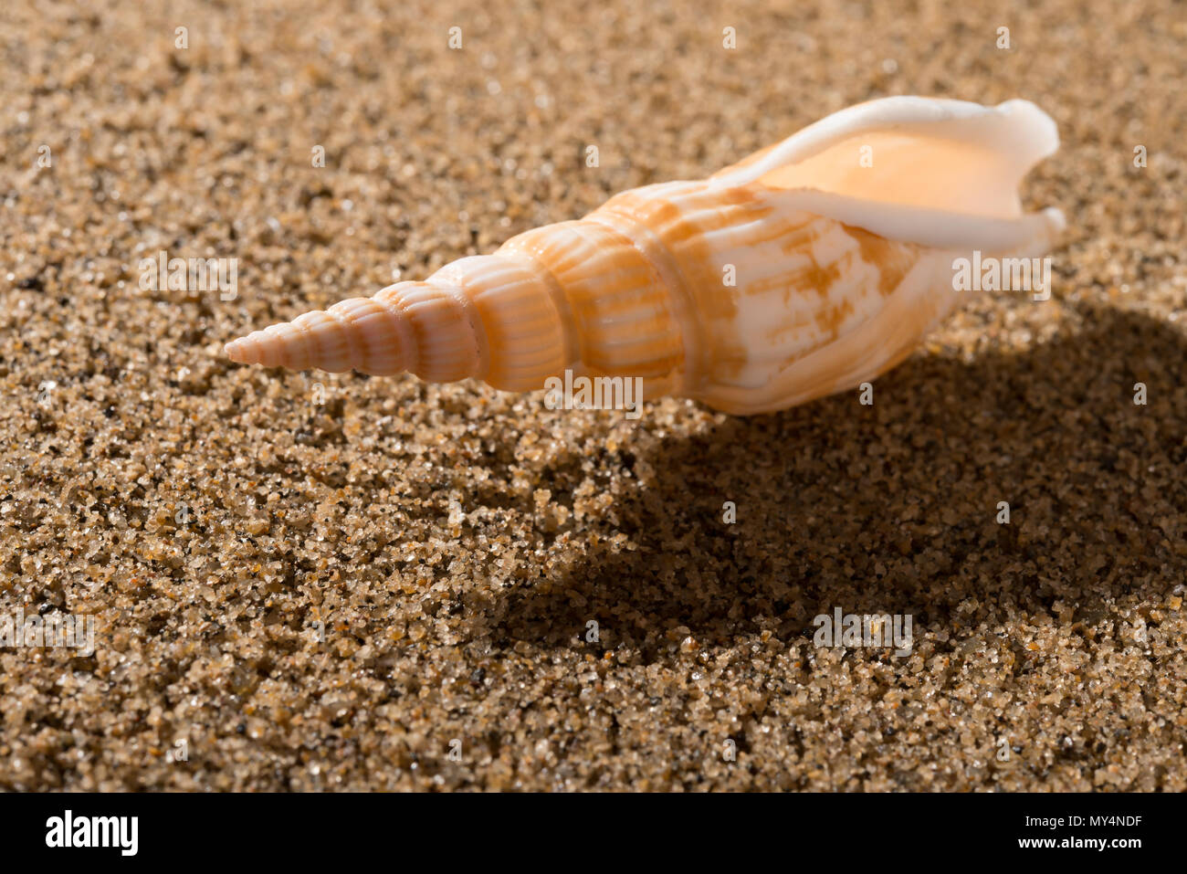 side veiw conch shell on sand Stock Photo - Alamy