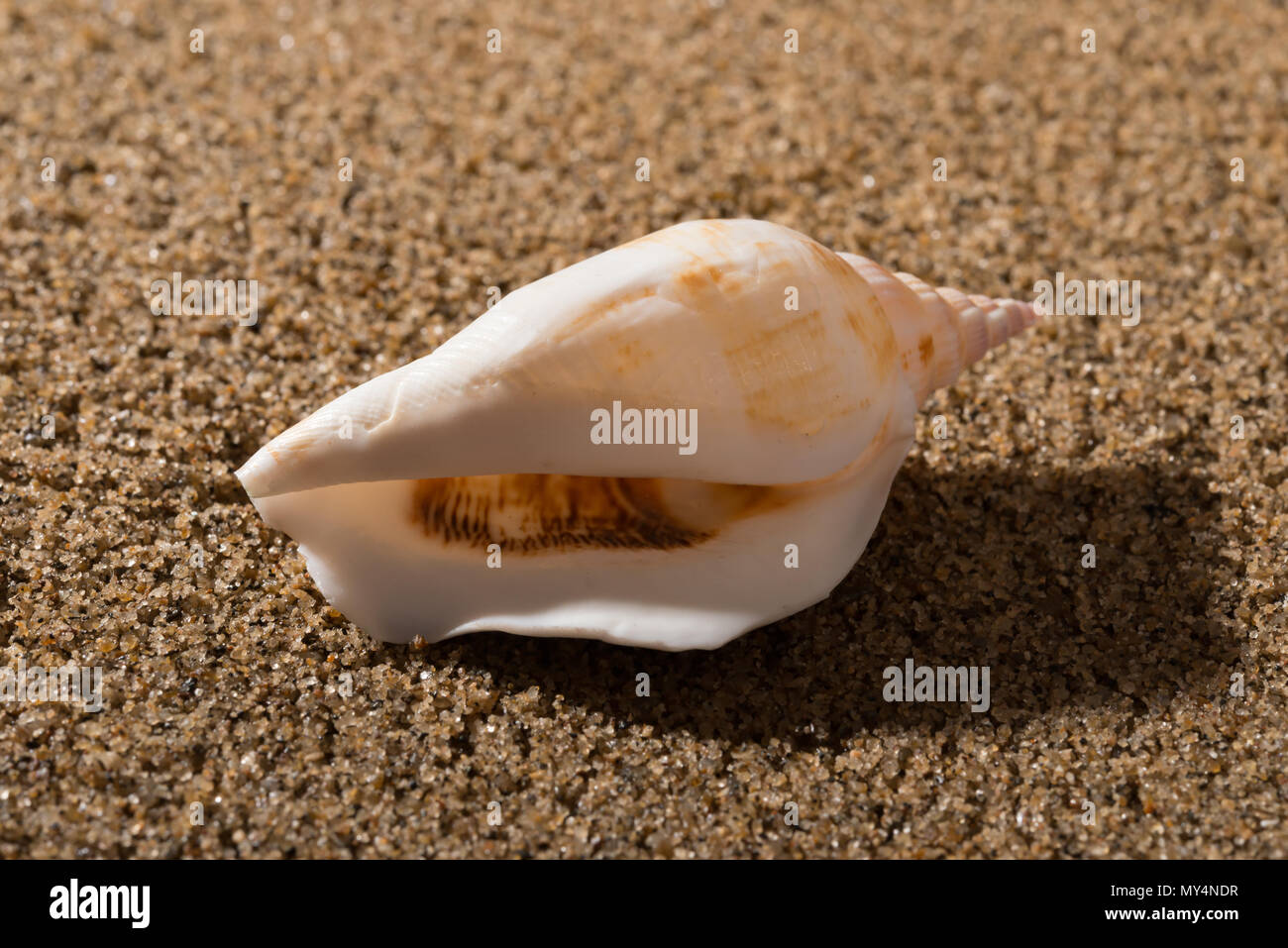side veiw conch shell on sand Stock Photo - Alamy