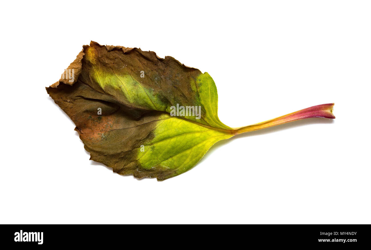 faded leaf on a white background Stock Photo - Alamy