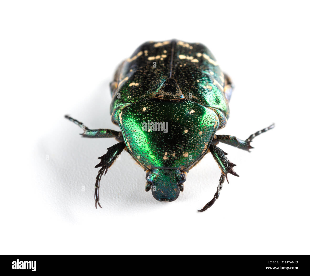 glossy bettle on a white background close up Stock Photo - Alamy