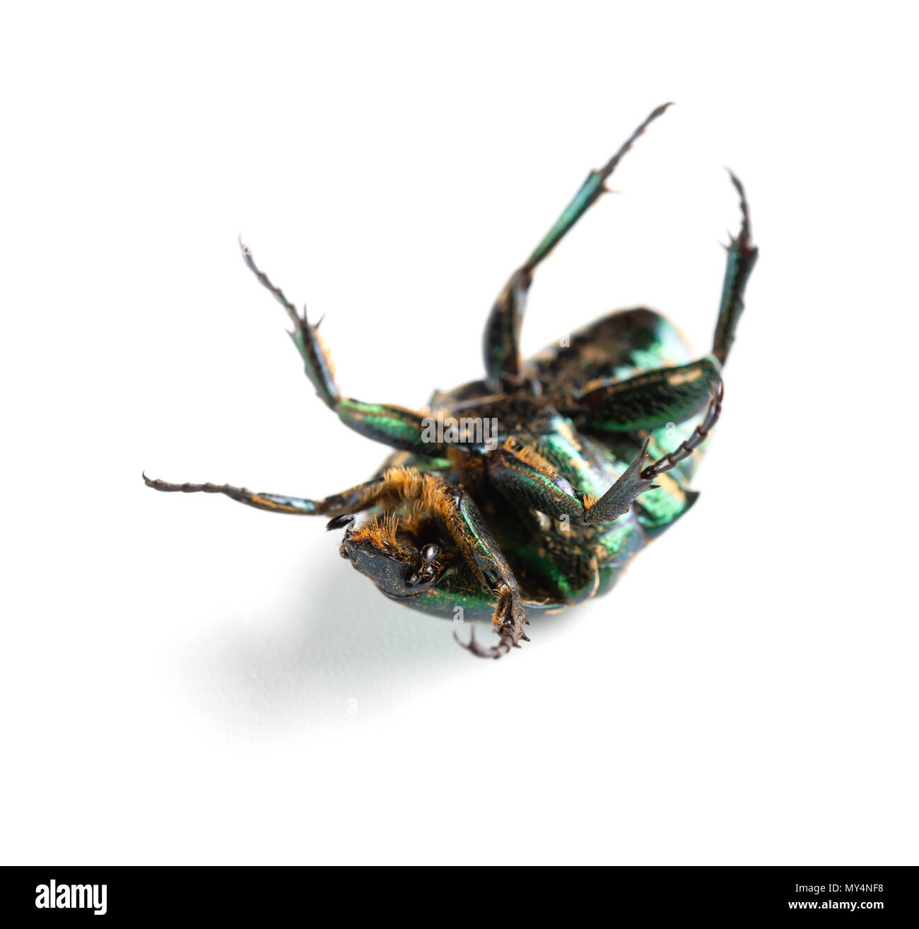 Beetle biodiversity Cut Out Stock Images & Pictures - Alamy