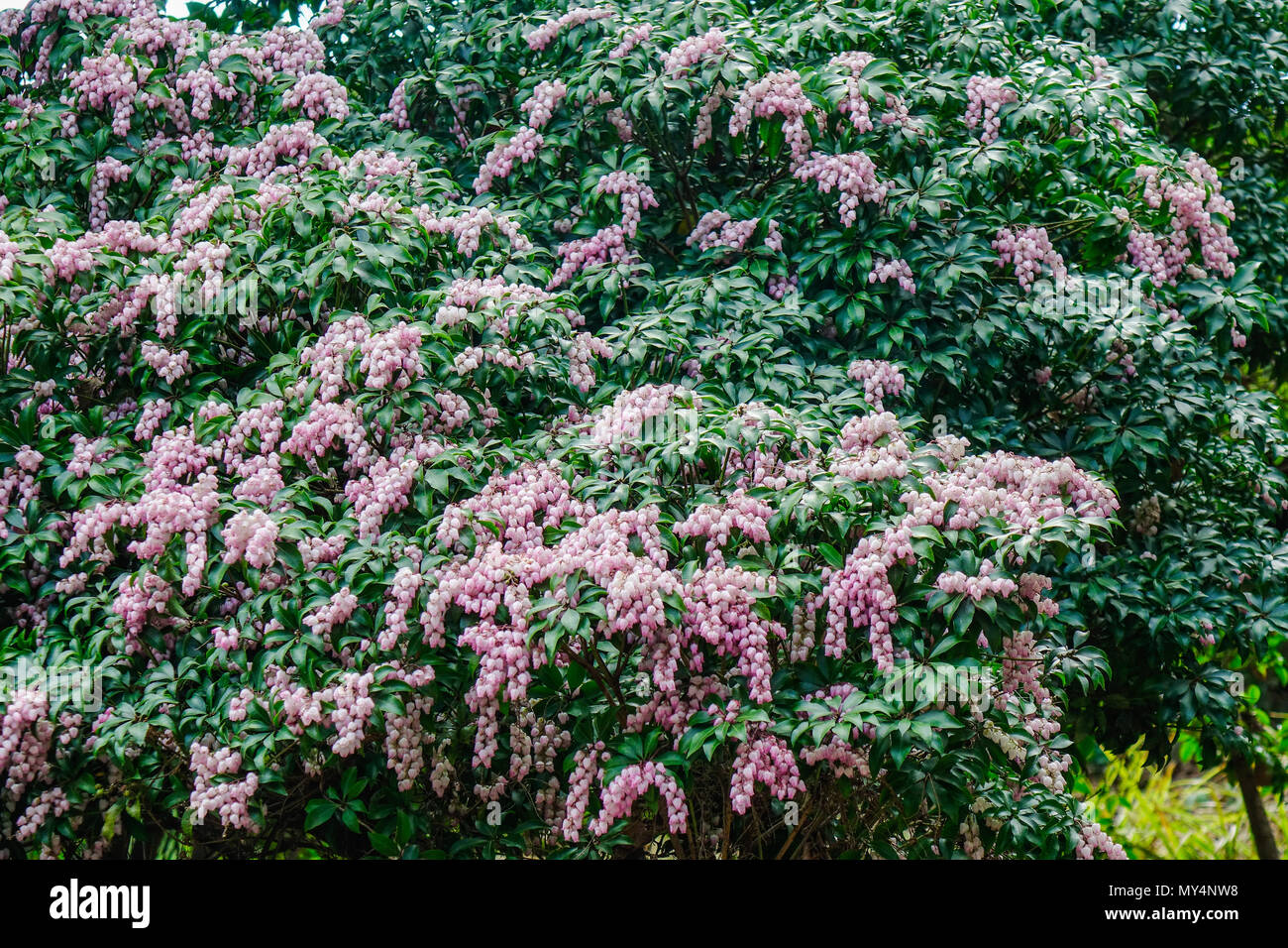 Flower garden at Japanese garden in spring time Stock Photo - Alamy