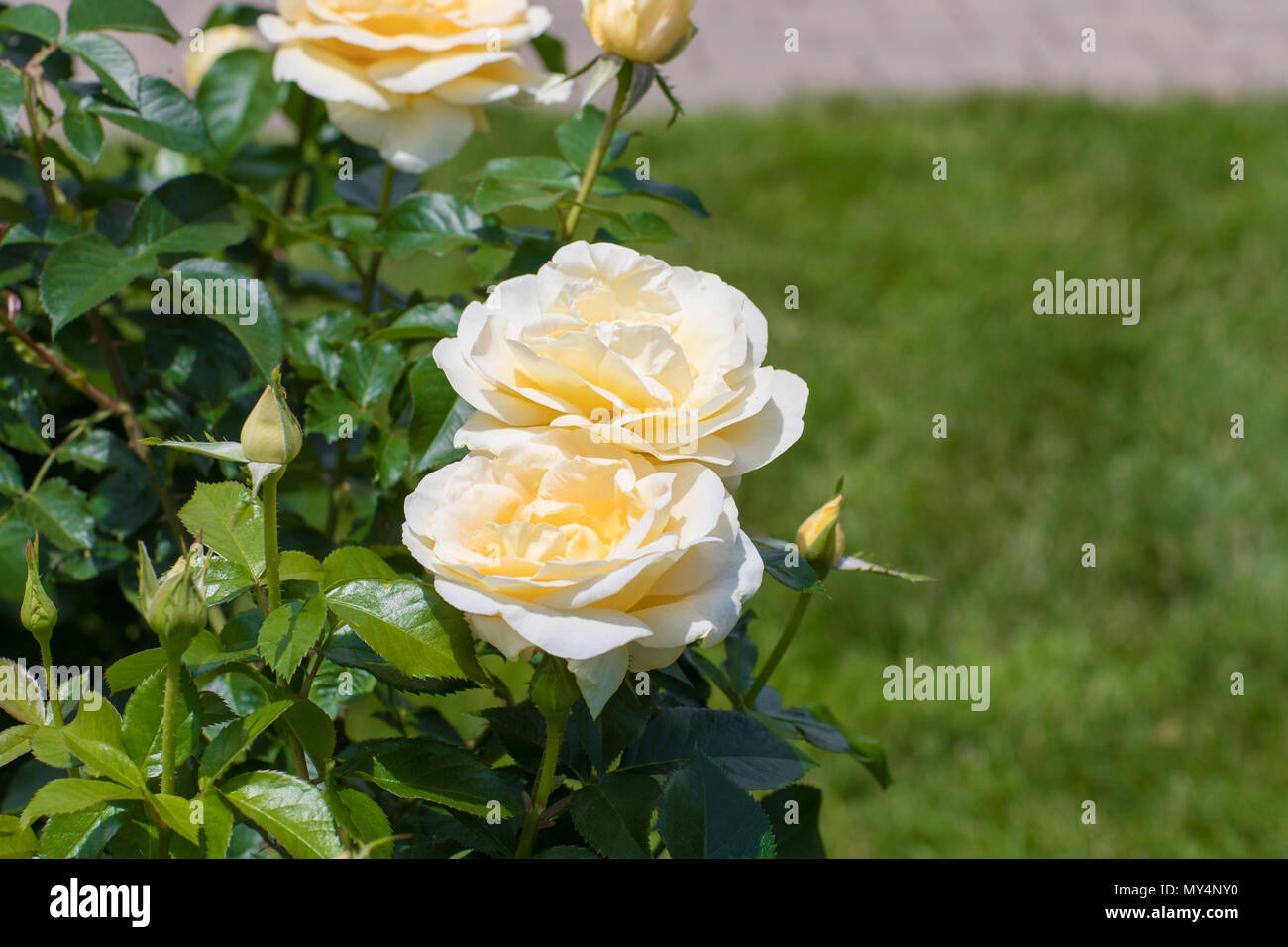 Beautiful colorful climbing roses in spring in the garden Stock Photo ...