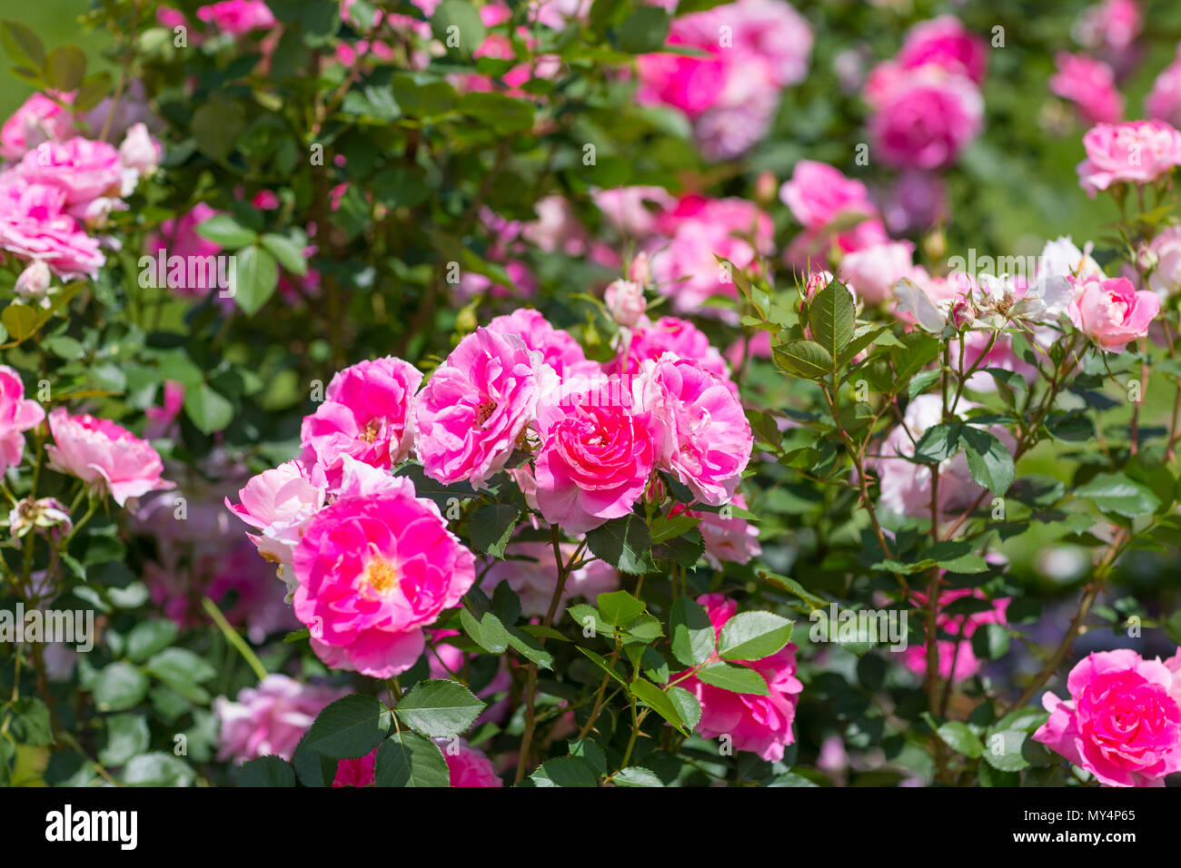 Beautiful colorful climbing roses in spring in the garden Stock Photo ...