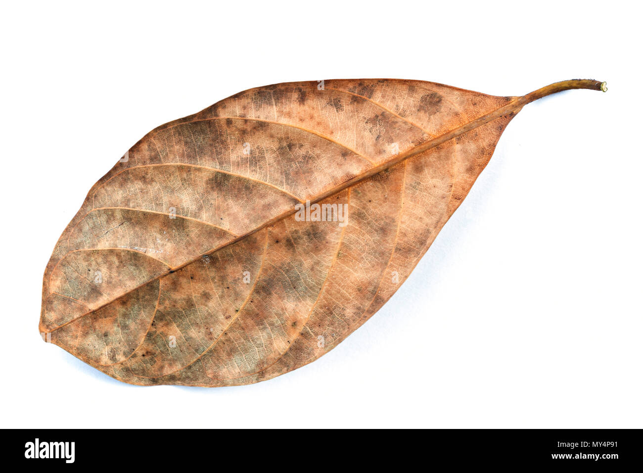 Close up dead leaf isolated on white background Stock Photo - Alamy