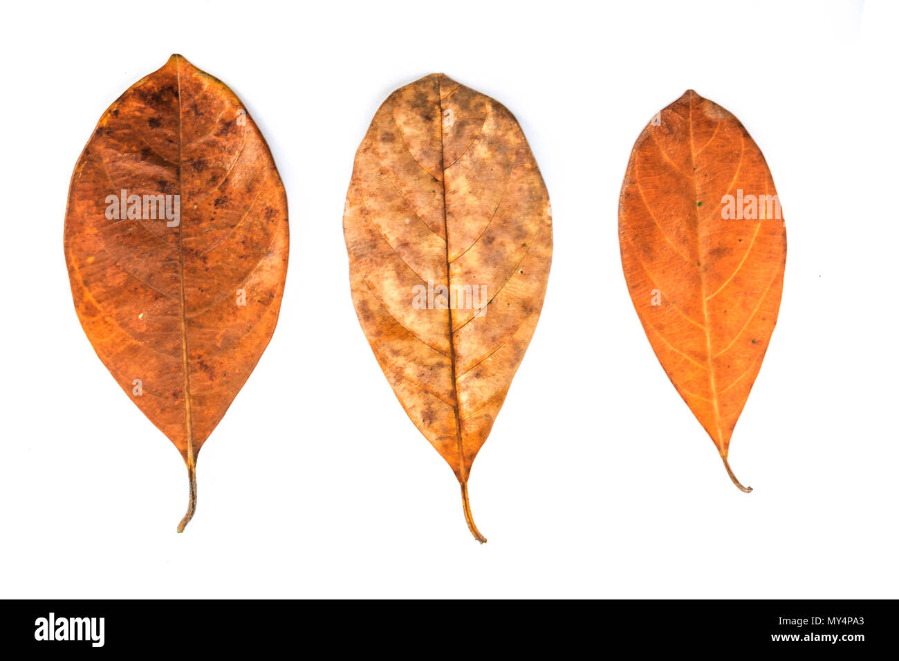 Close up dead leaf isolated on white background Stock Photo - Alamy