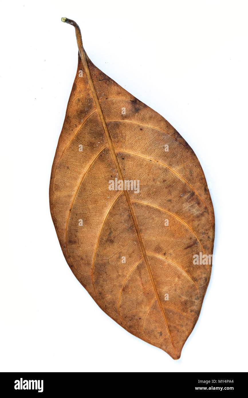 Close up dead leaf isolated on white background Stock Photo - Alamy